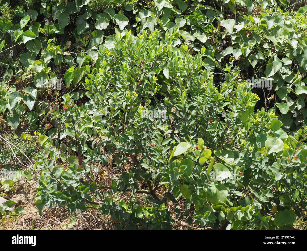 Bootlace Plant (Wikstroemia indica Stock Photo - Alamy