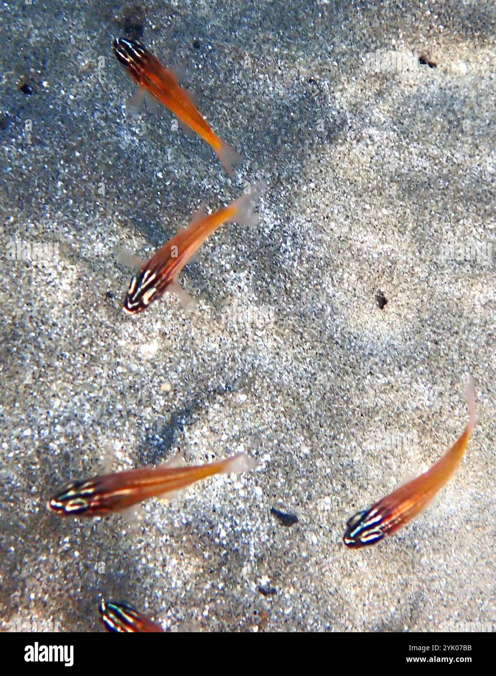Yellowstriped Cardinalfish (Ostorhinchus cyanosoma Stock Photo - Alamy