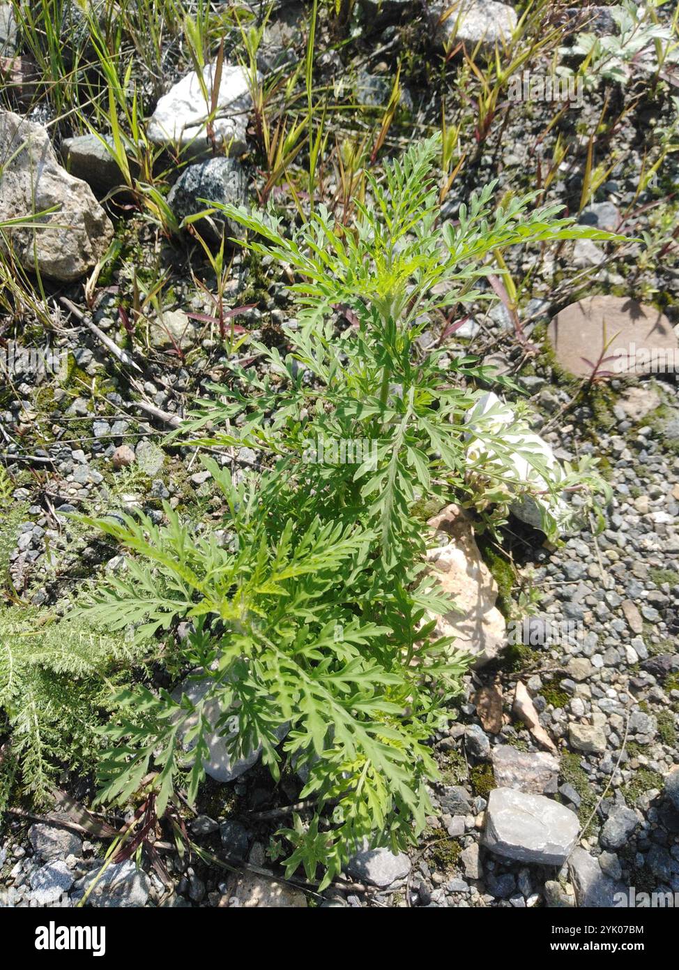 common ragweed (Ambrosia artemisiifolia Stock Photo - Alamy