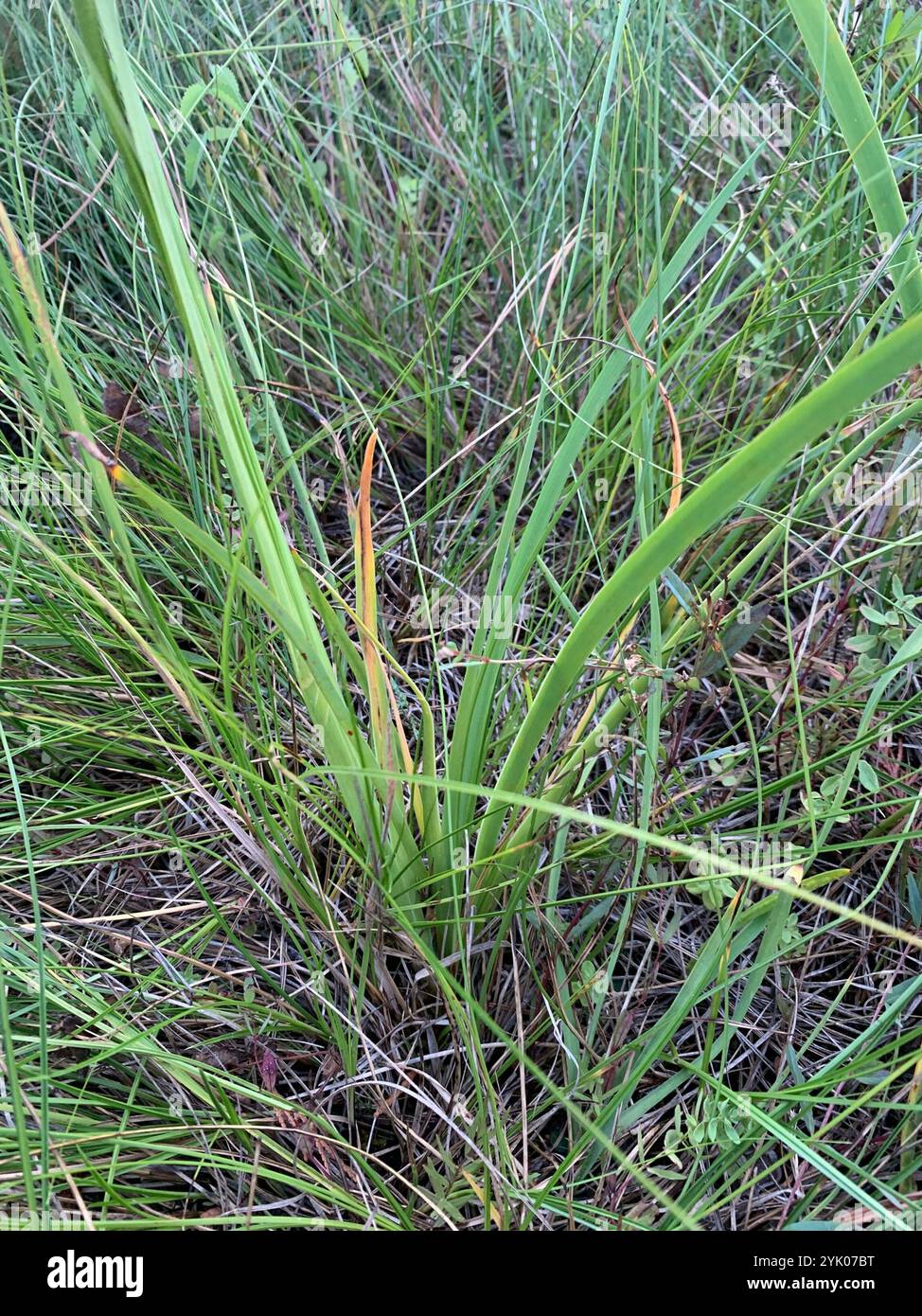 western false asphodel (Triantha occidentalis Stock Photo - Alamy