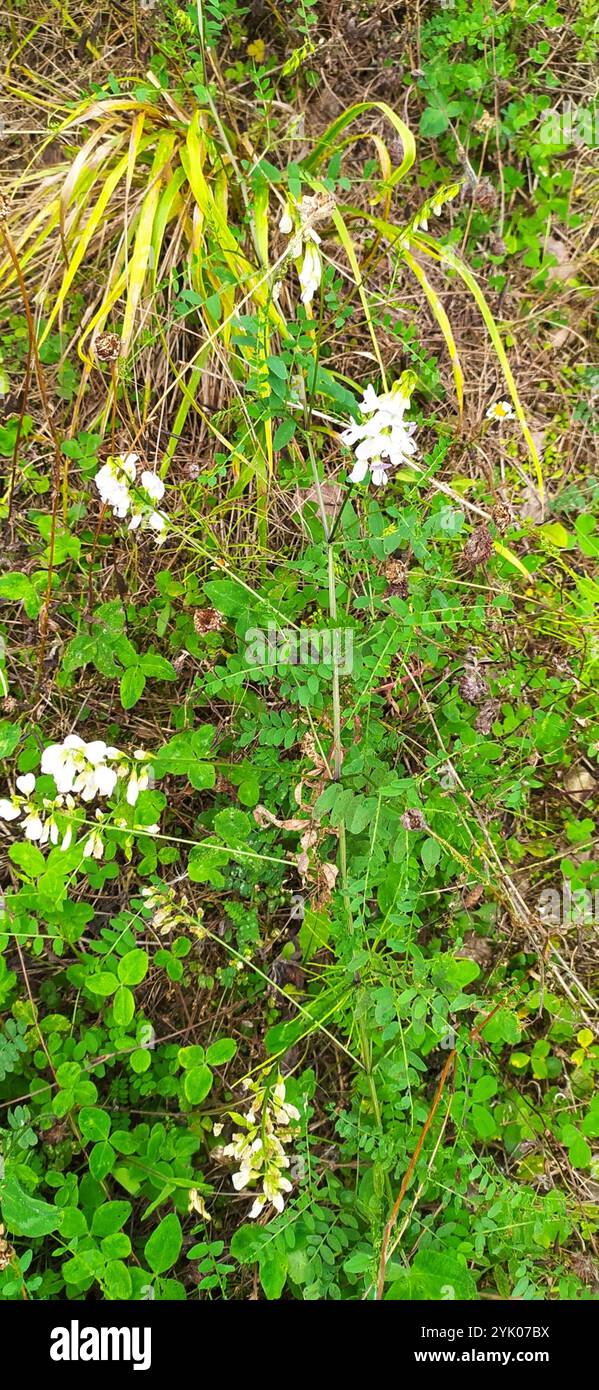 Wood Vetch (Vicia sylvatica Stock Photo - Alamy