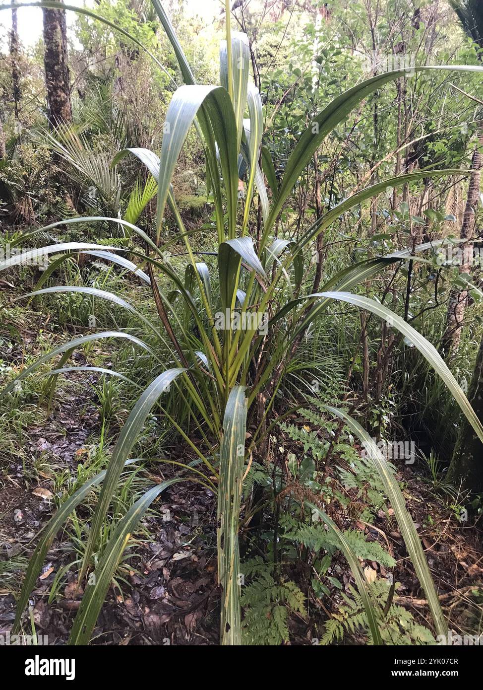 Forest Cabbage Tree (Cordyline banksii Stock Photo - Alamy