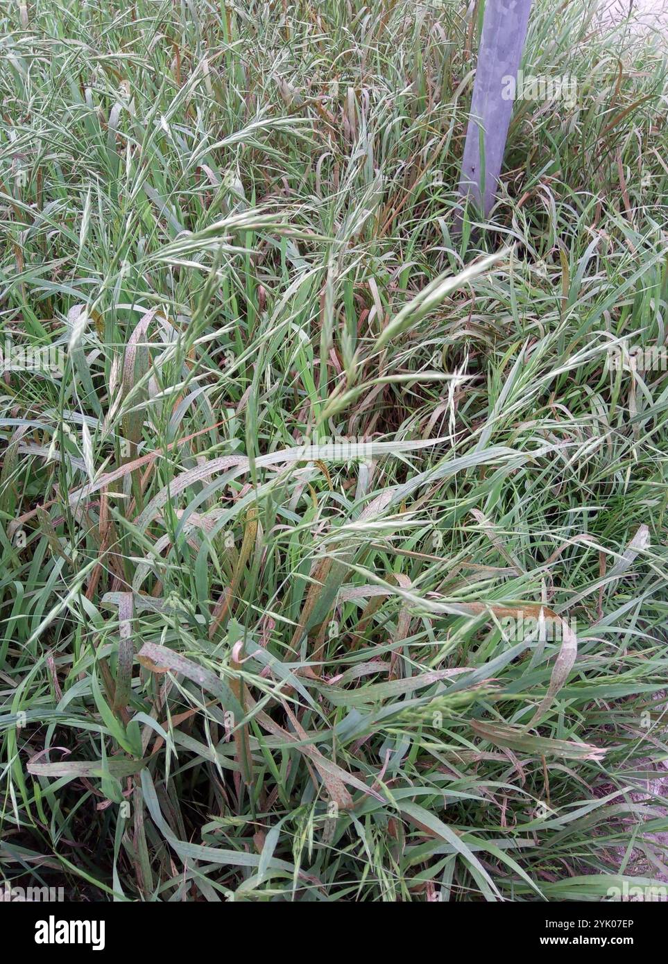 California brome (Bromus carinatus Stock Photo - Alamy