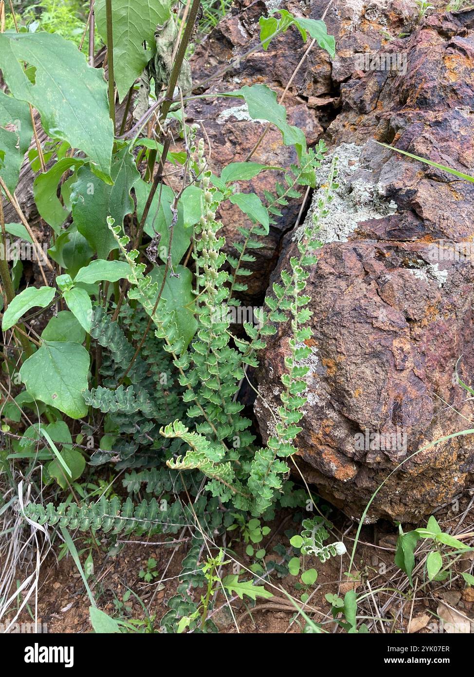 wavy scale cloakfern (Astrolepis sinuata Stock Photo - Alamy