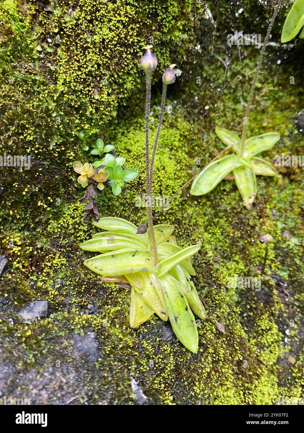 Common Butterwort (Pinguicula vulgaris Stock Photo - Alamy