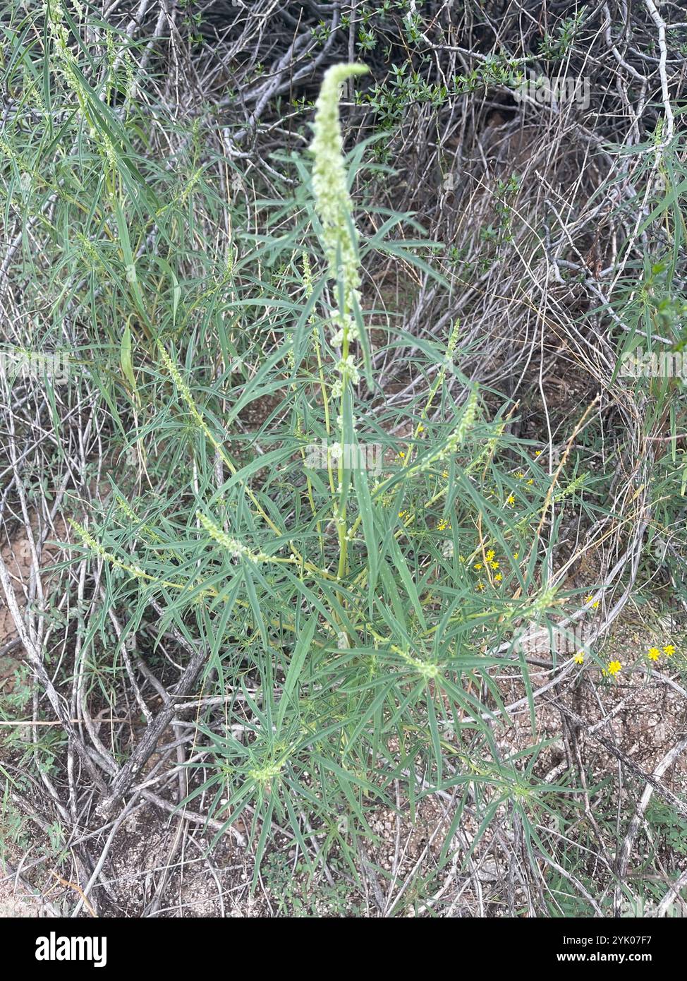 Fringed Amaranth (Amaranthus fimbriatus Stock Photo - Alamy