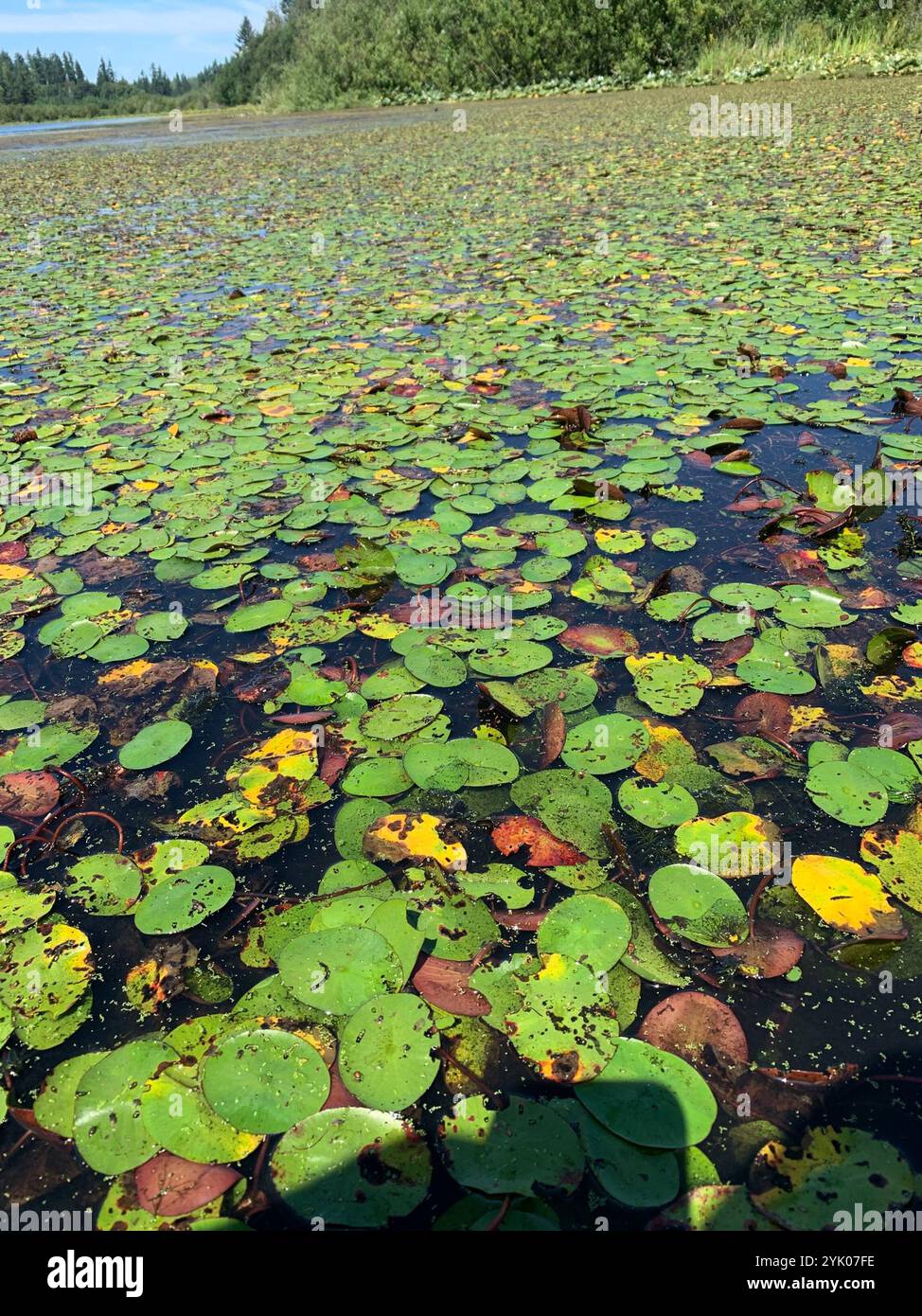 Watershield (Brasenia schreberi Stock Photo - Alamy