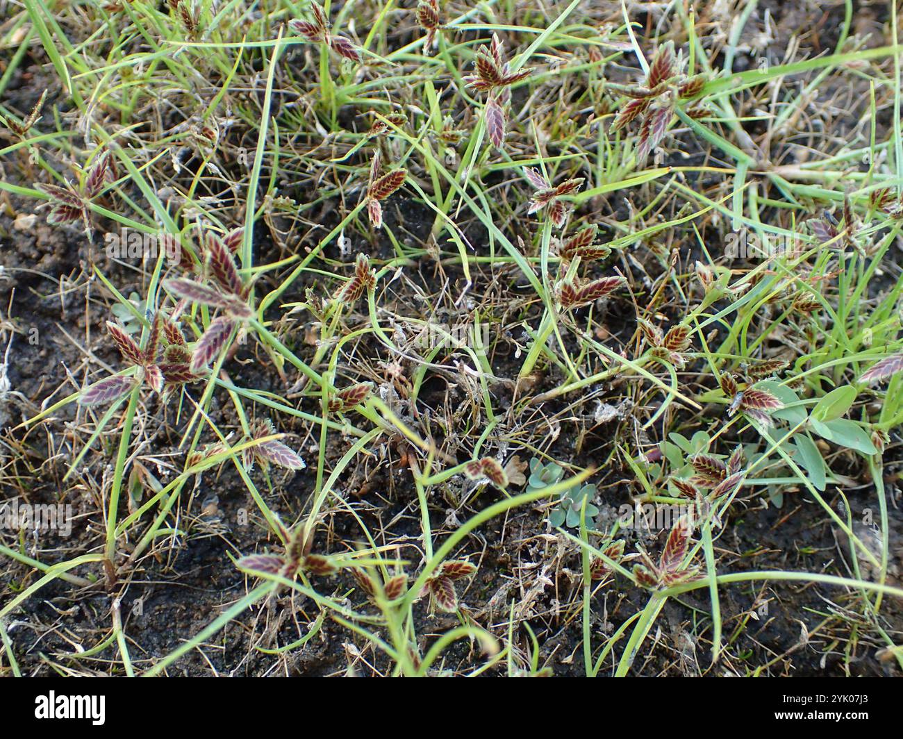 Shining Flatsedge (Cyperus bipartitus Stock Photo - Alamy