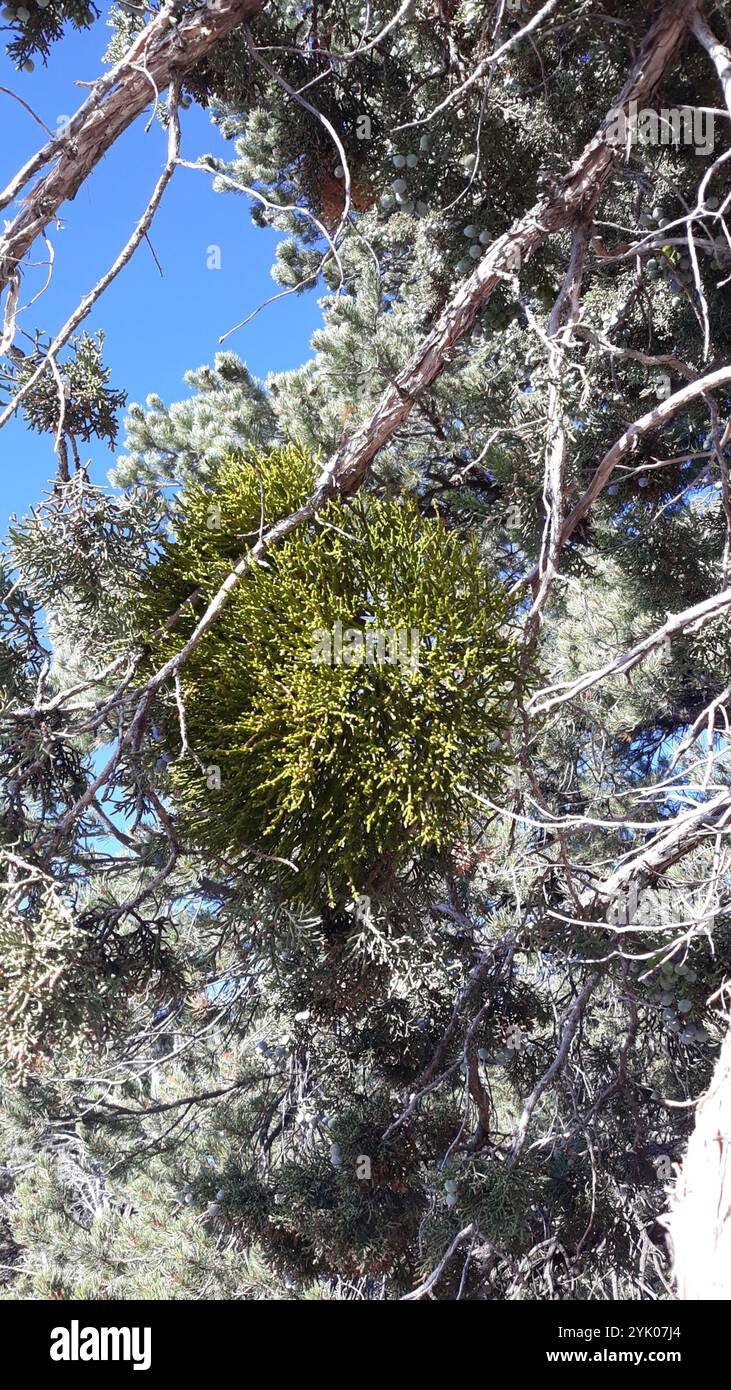 Juniper Mistletoe (Phoradendron juniperinum Stock Photo - Alamy