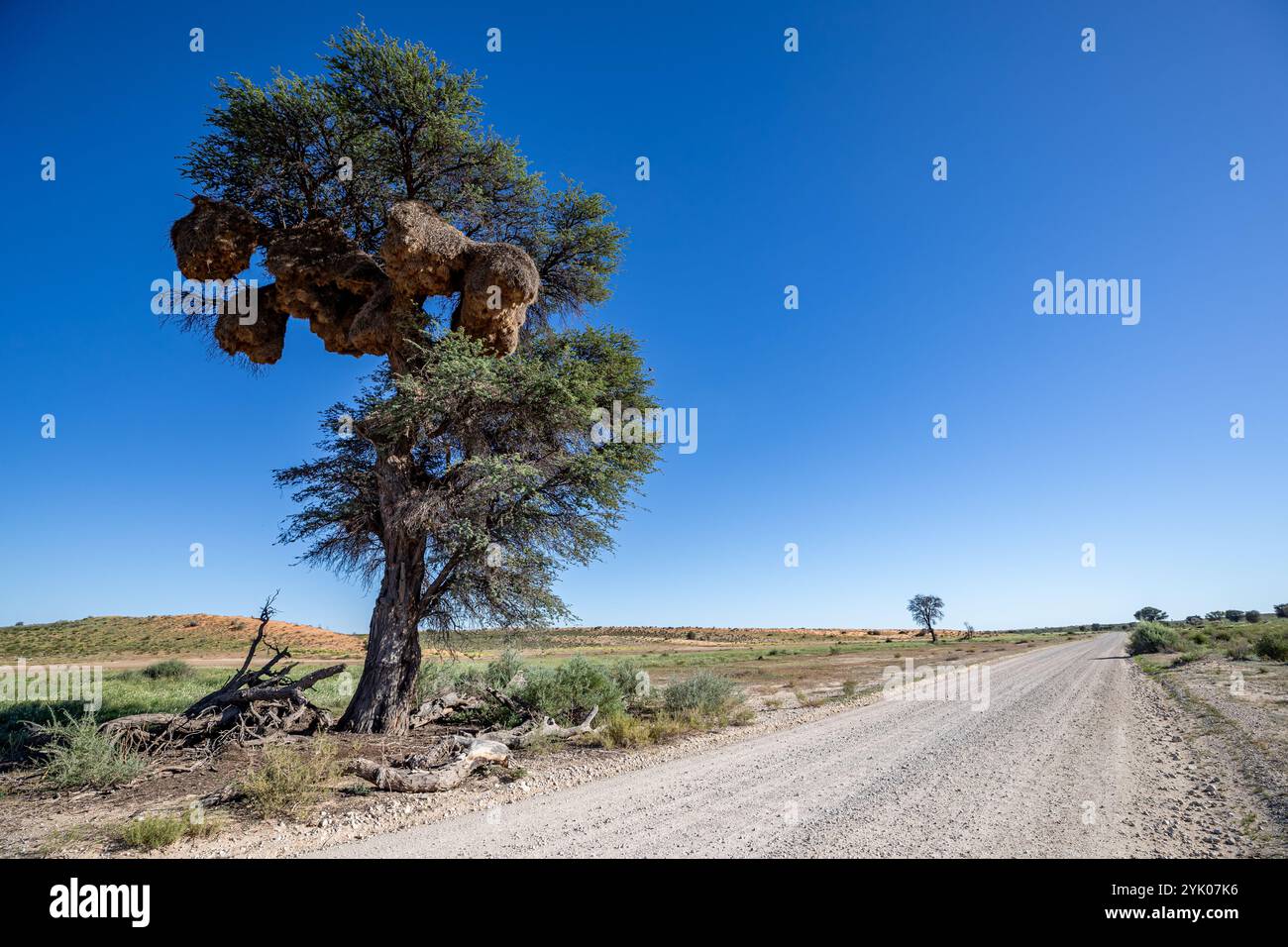 South Africa, Botswana, Kgalagadi Transfrontier Park, Sociable weavers ...