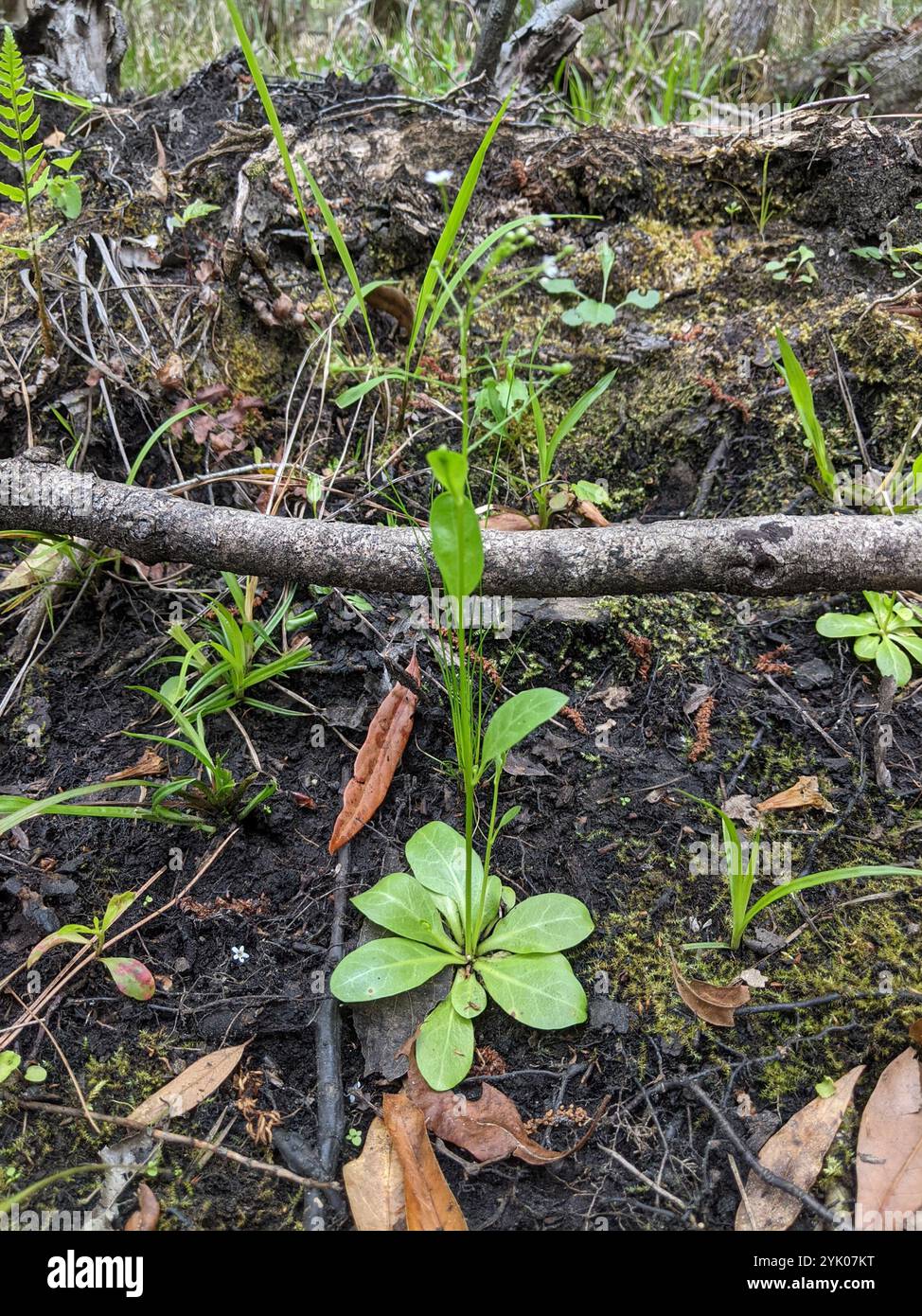 Seaside brookweed hi-res stock photography and images - Alamy