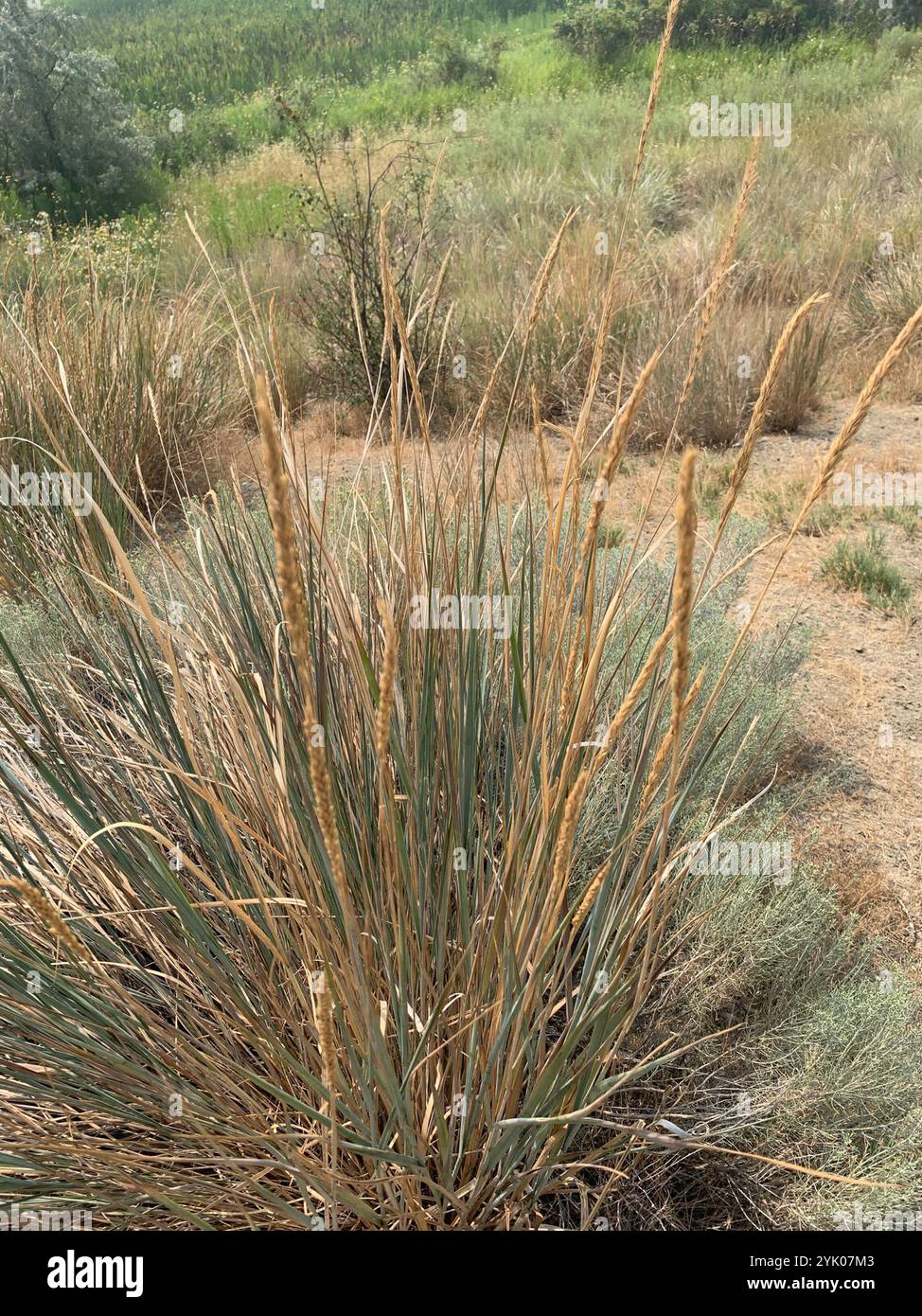 Great Basin Wildrye (Leymus cinereus Stock Photo - Alamy
