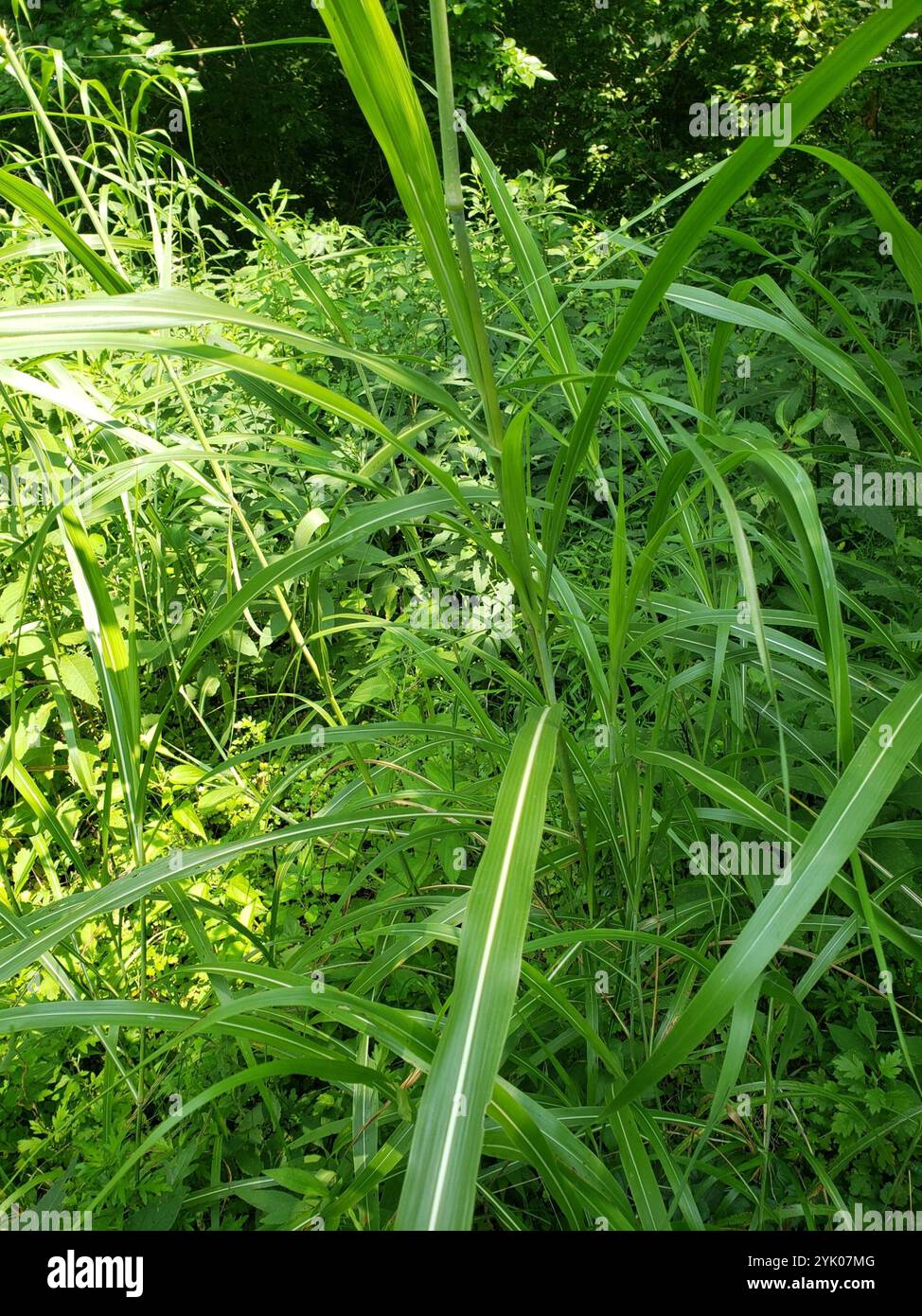 Johnson grass (Sorghum halepense Stock Photo - Alamy
