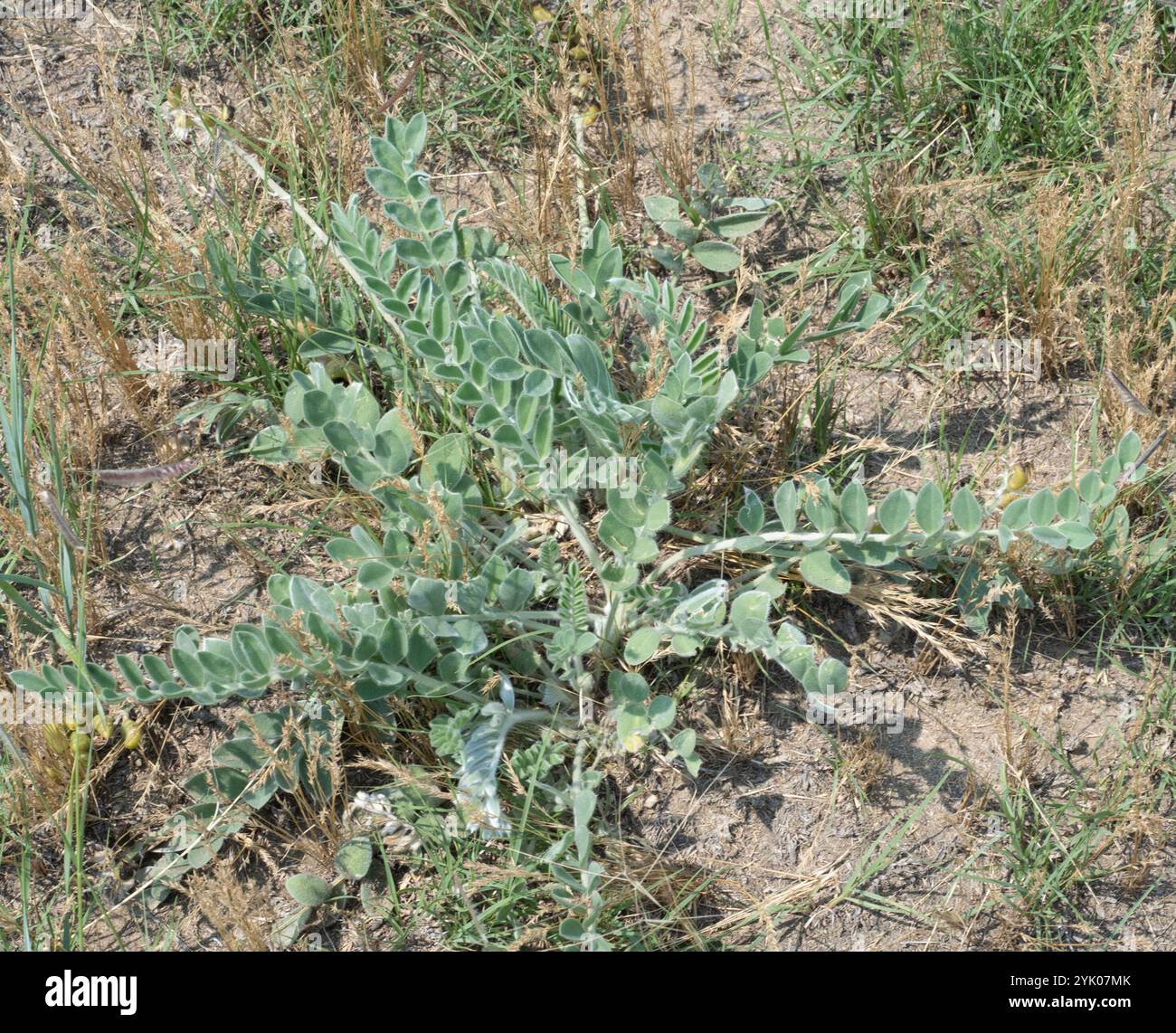 Woolly Locoweed (Astragalus mollissimus Stock Photo - Alamy
