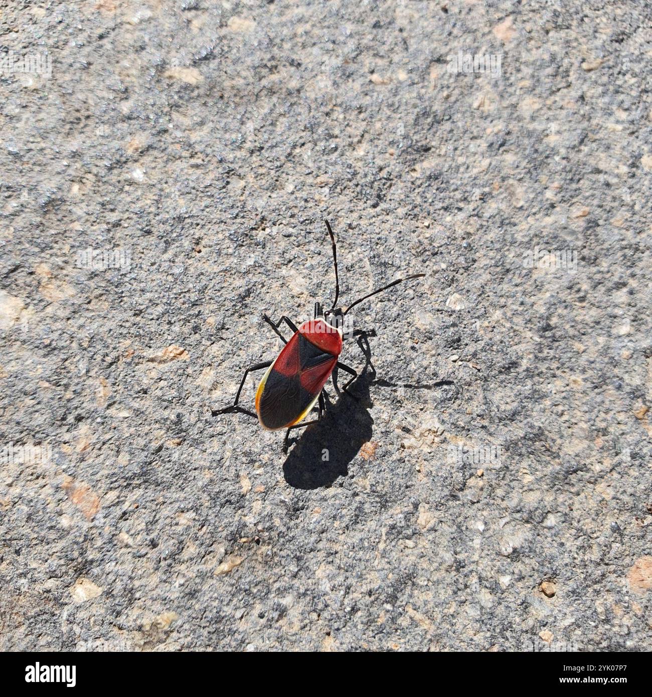 Dindymus versicolor hi-res stock photography and images - Alamy