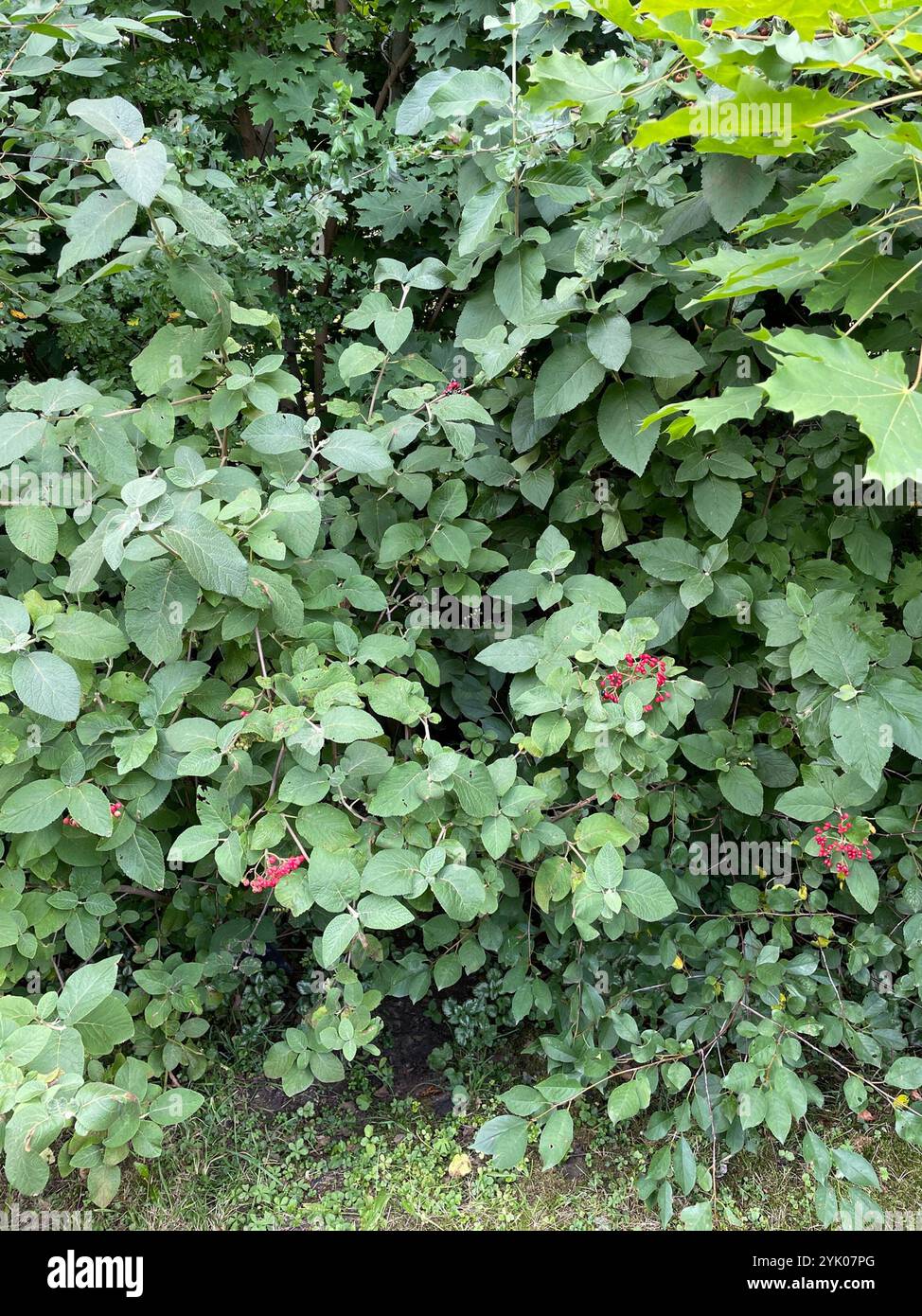Wayfaring-tree (Viburnum lantana Stock Photo - Alamy