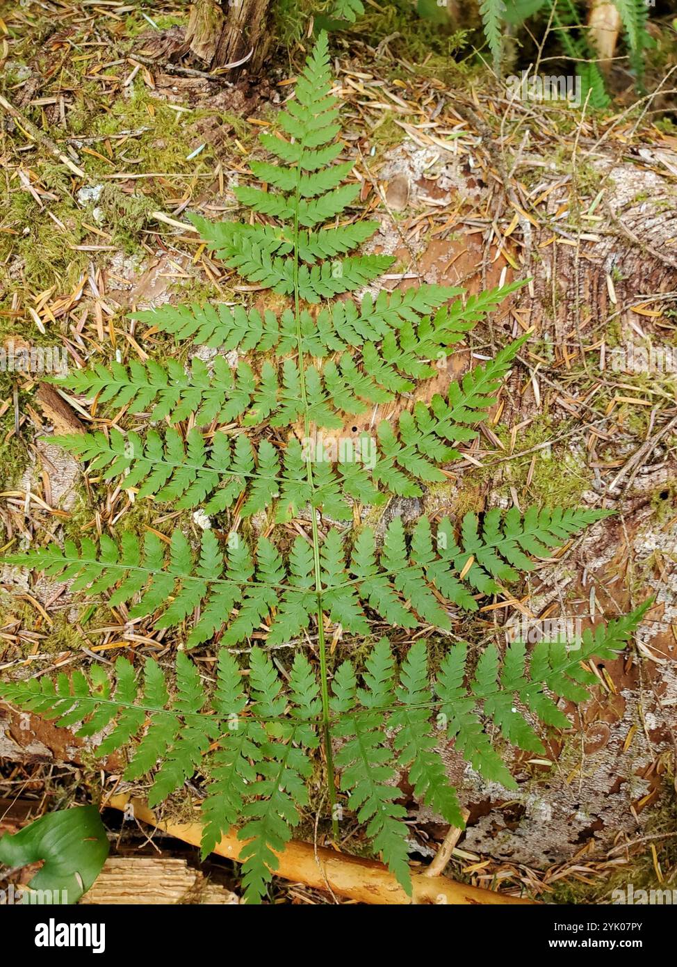 spreading wood fern (Dryopteris expansa Stock Photo - Alamy