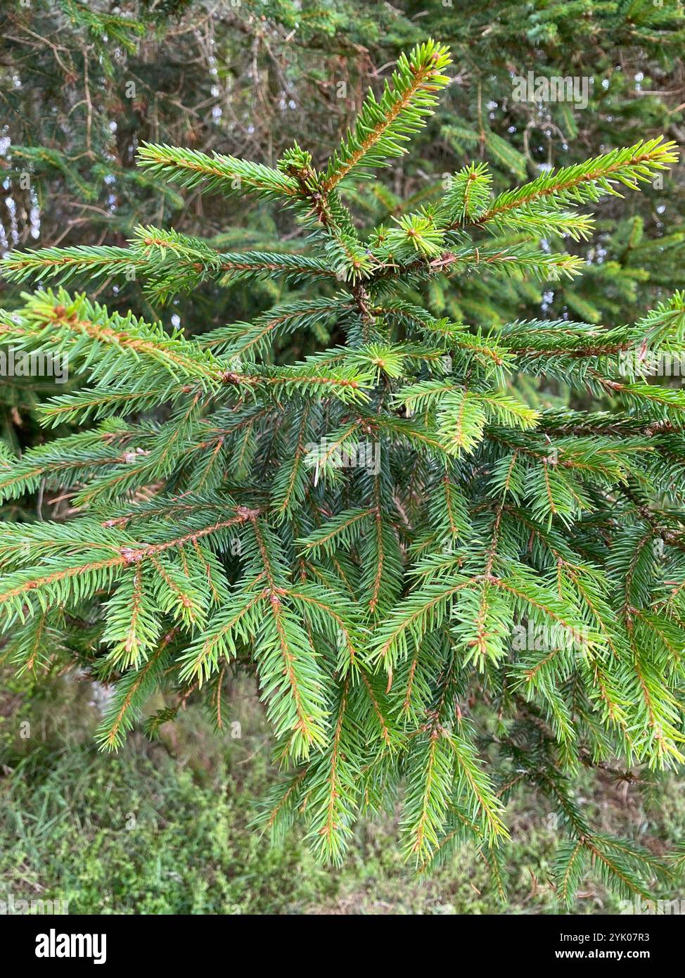 Sitka spruce (Picea sitchensis Stock Photo - Alamy