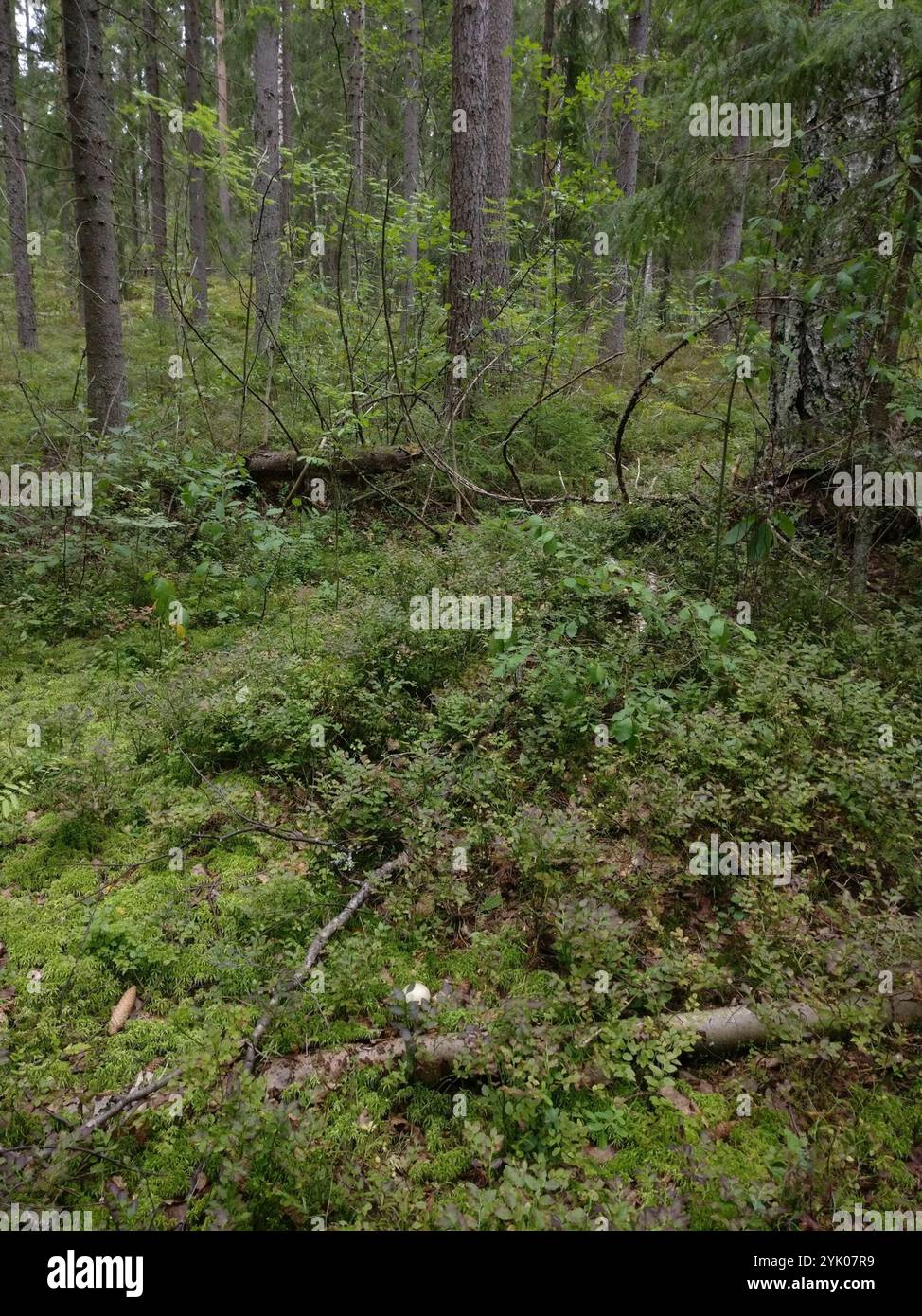 Ghost bolete hi-res stock photography and images - Alamy