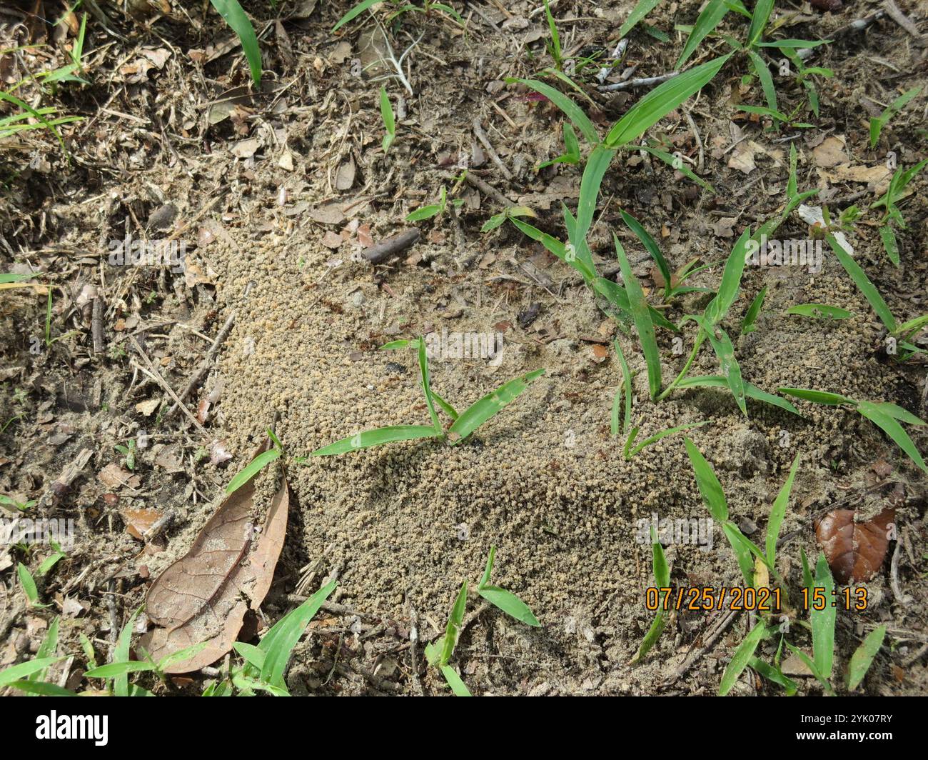 Northern Fungus-farming Ant (Trachymyrmex septentrionalis Stock Photo ...