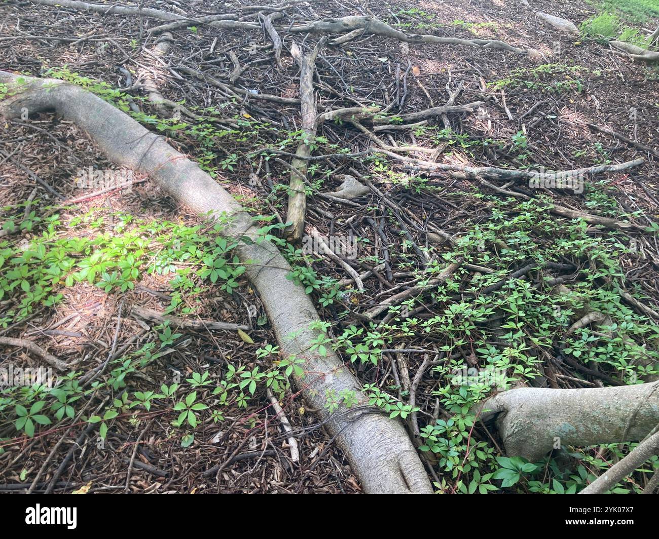Virginia creeper (Parthenocissus quinquefolia Stock Photo - Alamy