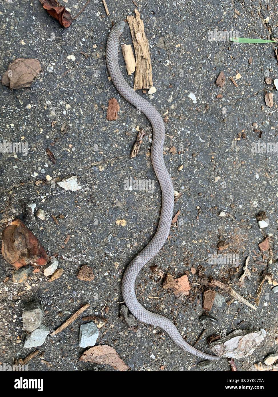Eastern worm snake hi-res stock photography and images - Alamy