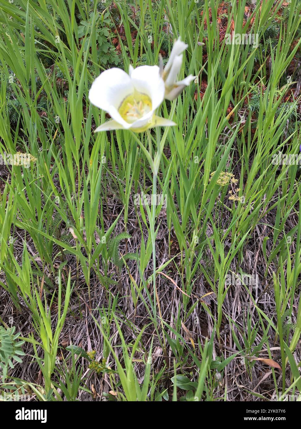 Gunnison's Mariposa Lily (Calochortus gunnisonii Stock Photo - Alamy