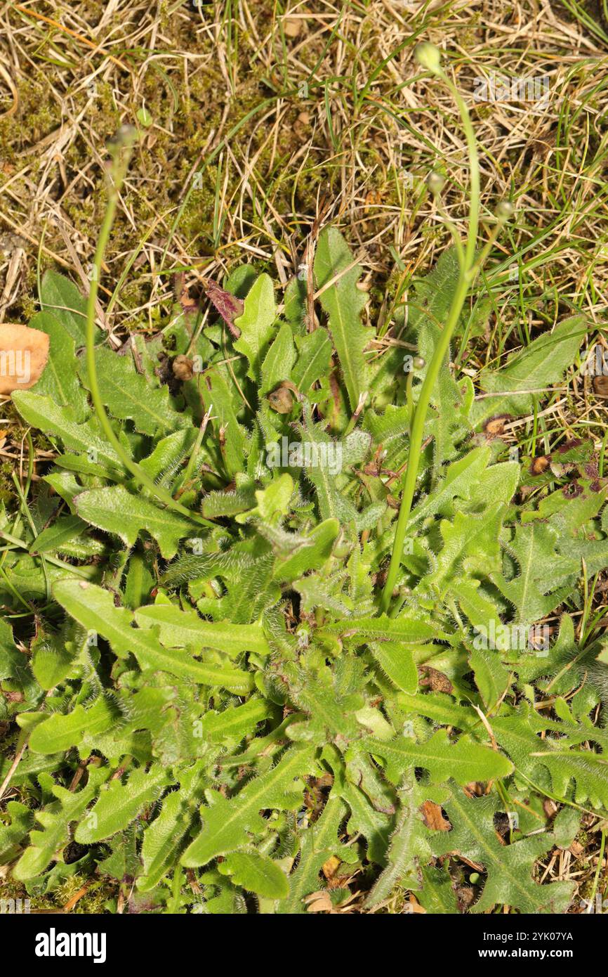 Common Cat's-ear (Hypochaeris radicata Stock Photo - Alamy