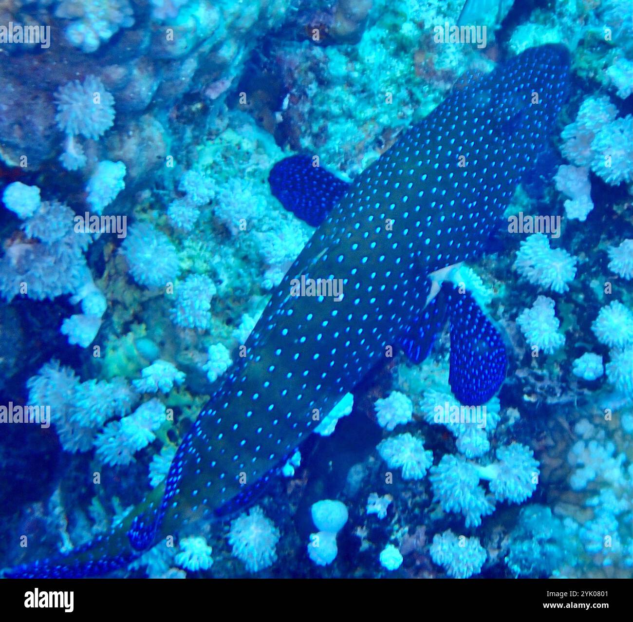 Peacock Grouper (Cephalopholis argus Stock Photo - Alamy