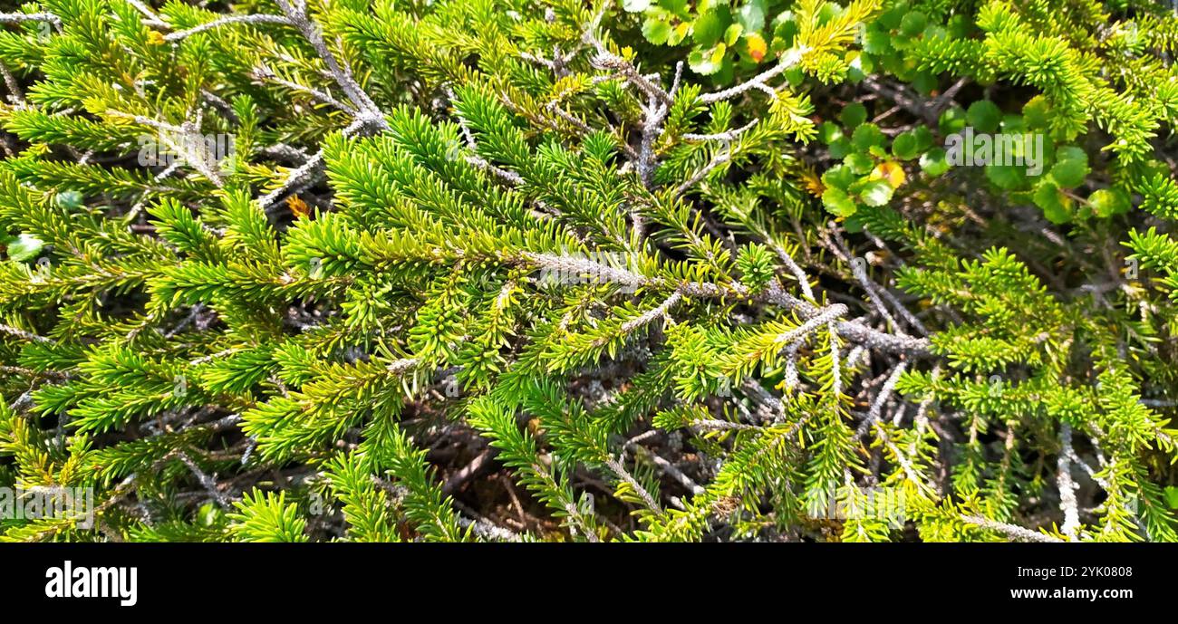 Siberian spruce (Picea obovata Stock Photo - Alamy