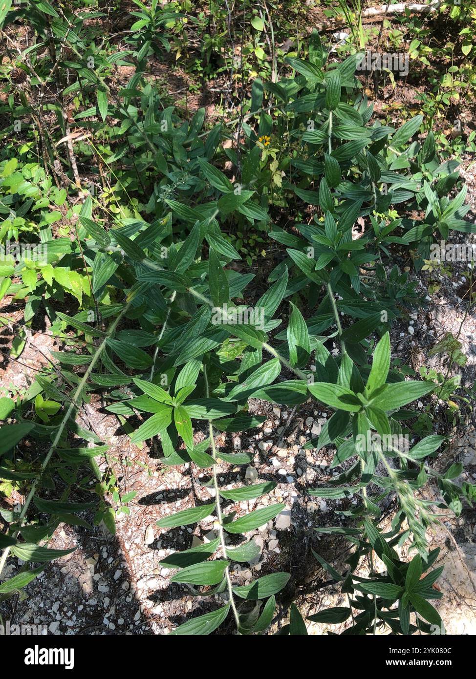 Marbleseed hi-res stock photography and images - Alamy