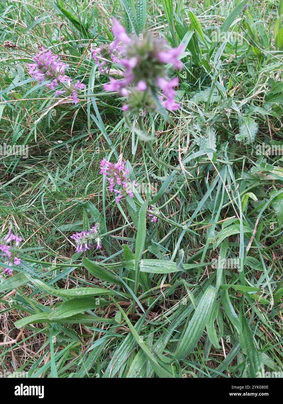 common hedge-nettle (Betonica officinalis Stock Photo - Alamy