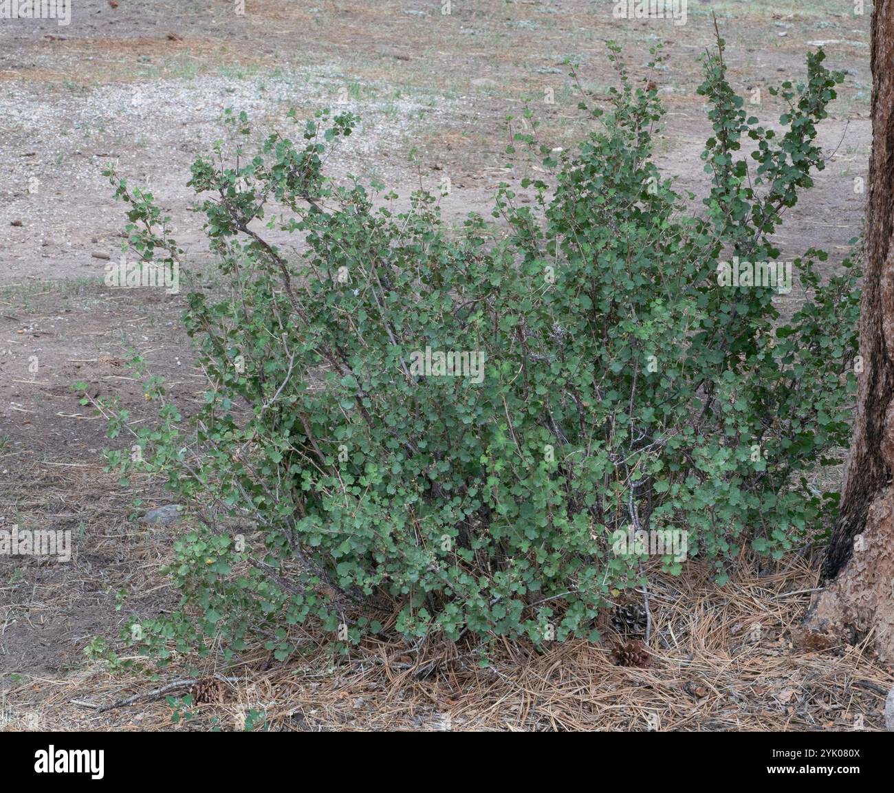 wax currant (Ribes cereum Stock Photo - Alamy