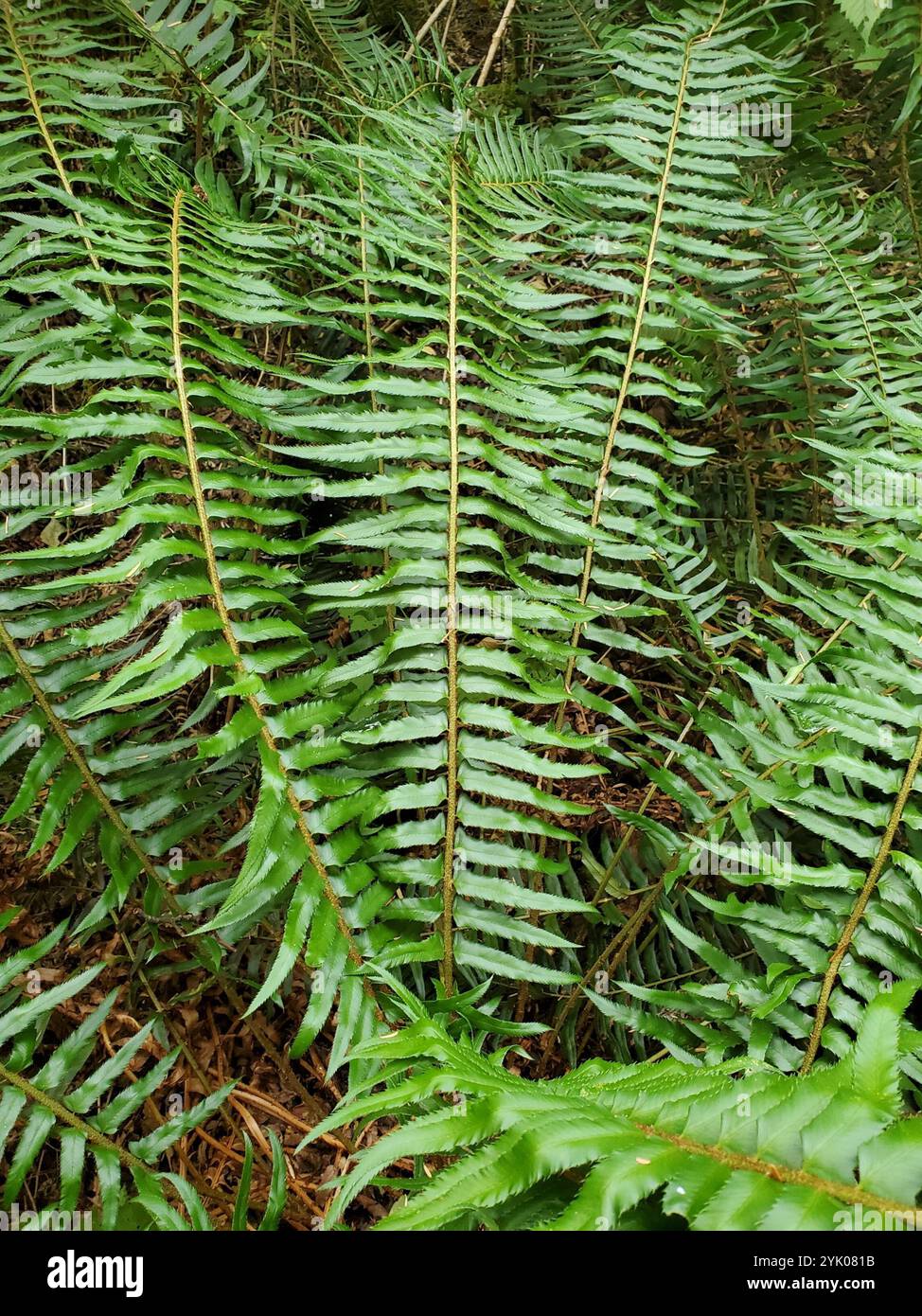 western sword fern (Polystichum munitum Stock Photo - Alamy