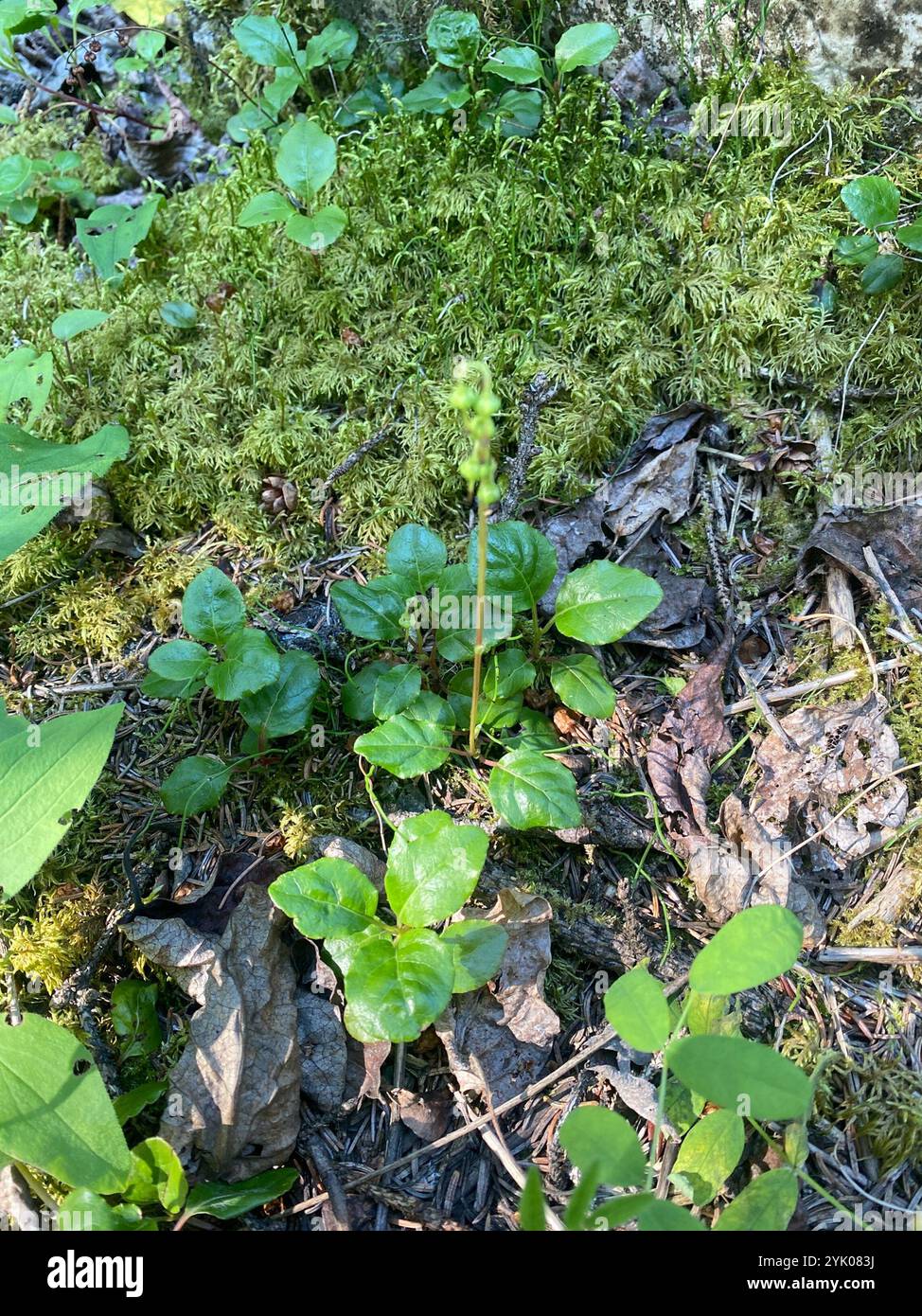one-sided wintergreen (Orthilia secunda Stock Photo - Alamy