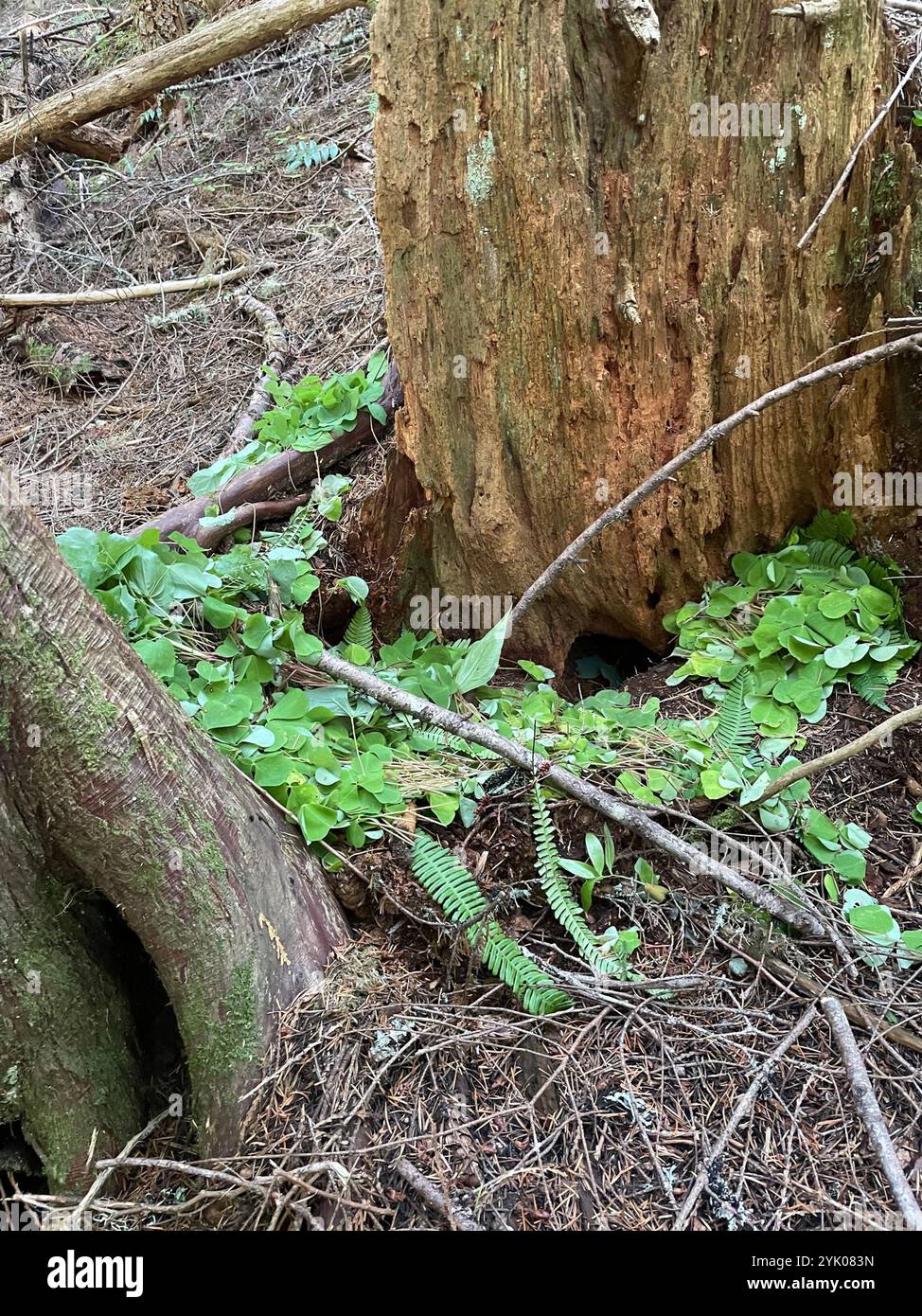 Mountain beaver aplodontia rufa hi-res stock photography and images - Alamy