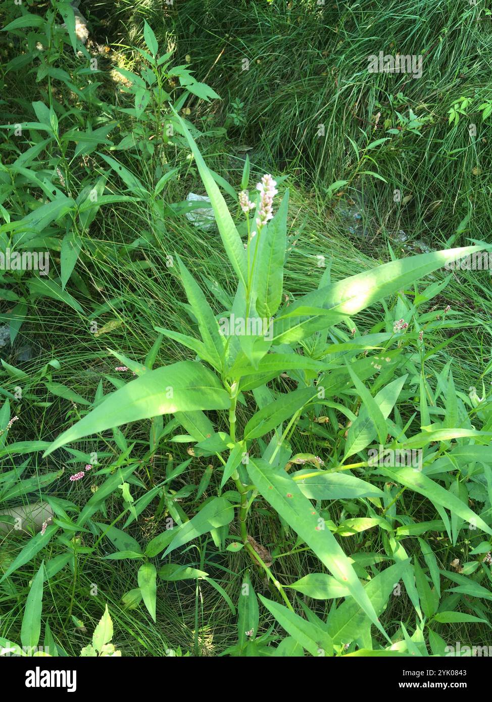 pinkweed (Persicaria pensylvanica Stock Photo - Alamy