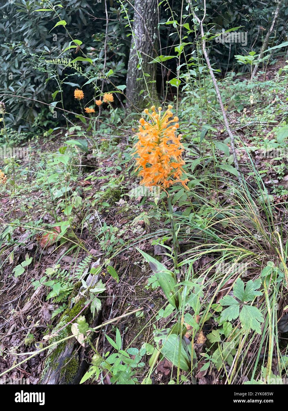 orange-fringed orchid (Platanthera ciliaris Stock Photo - Alamy