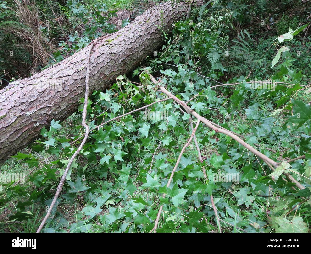 loblolly pine (Pinus taeda Stock Photo - Alamy