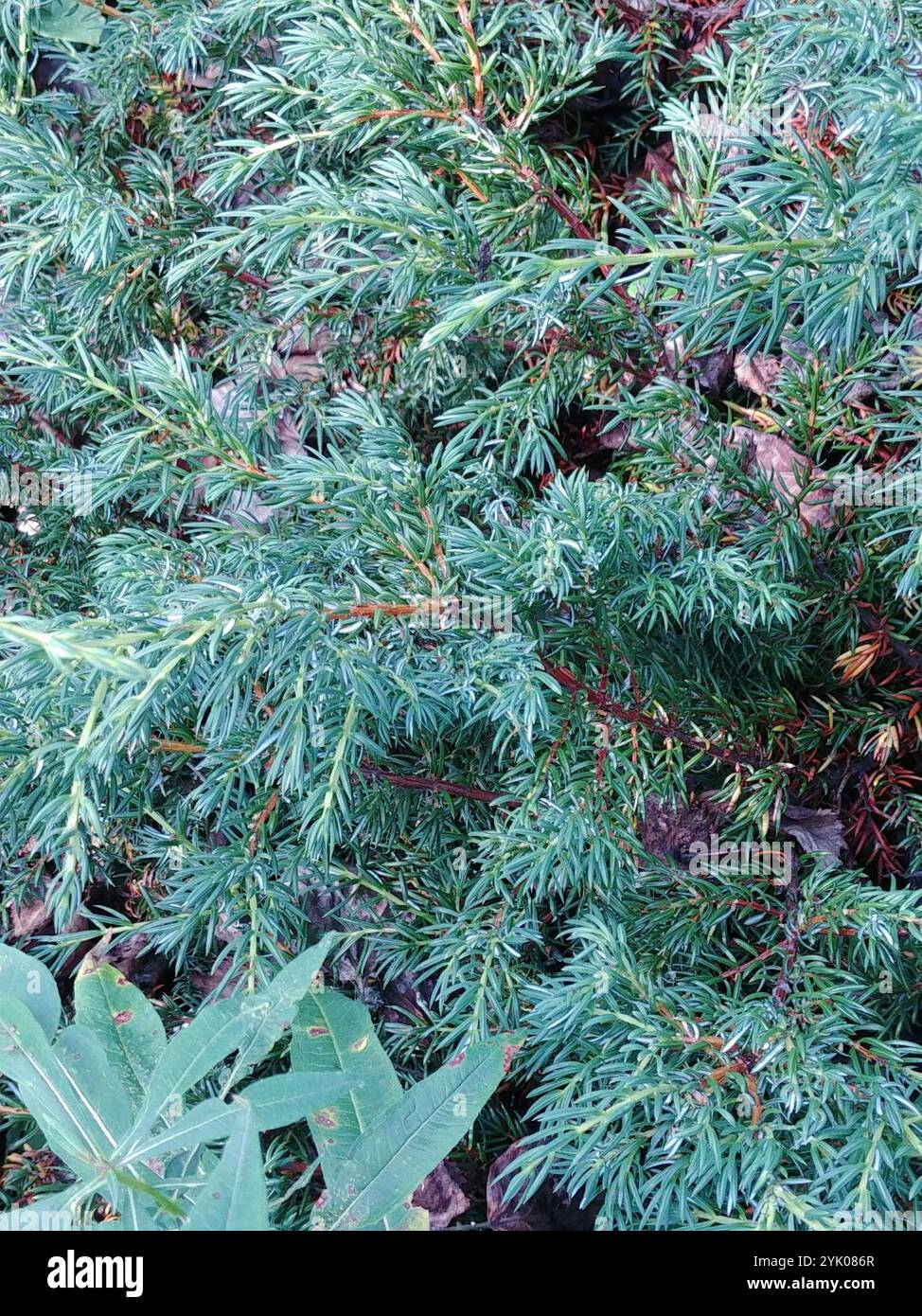 common juniper (Juniperus communis Stock Photo - Alamy