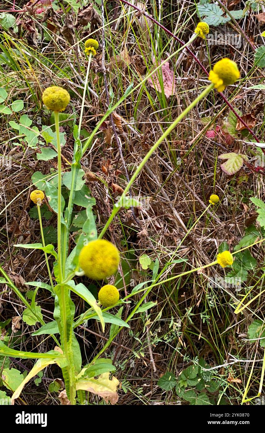 Rosilla hi-res stock photography and images - Alamy