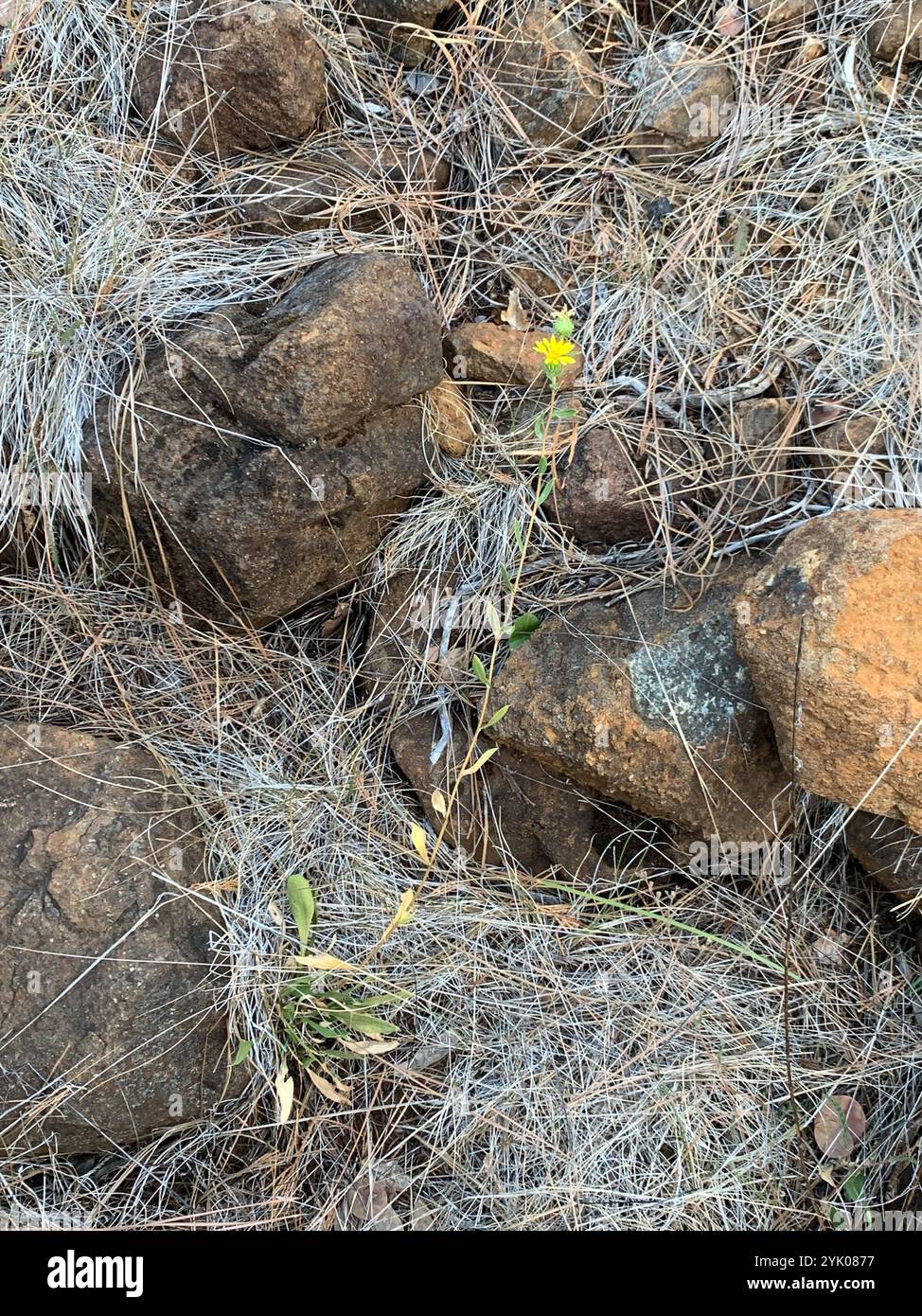 Del Norte Pyrrocoma (Pyrrocoma racemosa congesta Stock Photo - Alamy