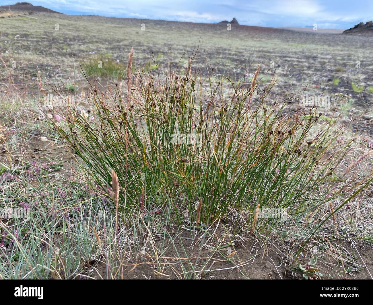 highland rush (Oreojuncus trifidus Stock Photo - Alamy
