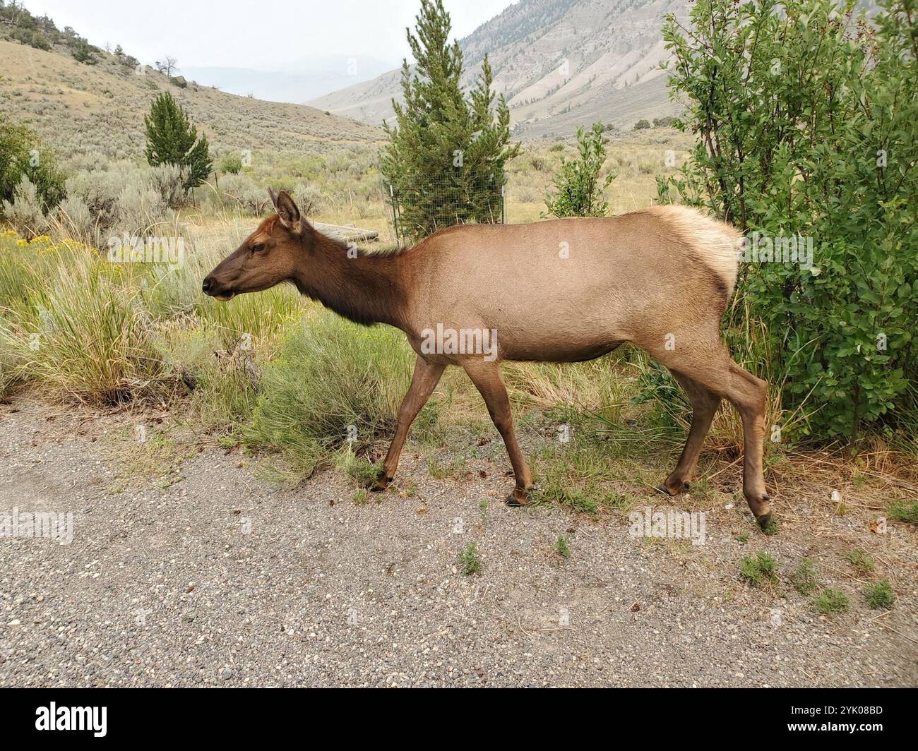 Wapiti (Cervus canadensis Stock Photo - Alamy