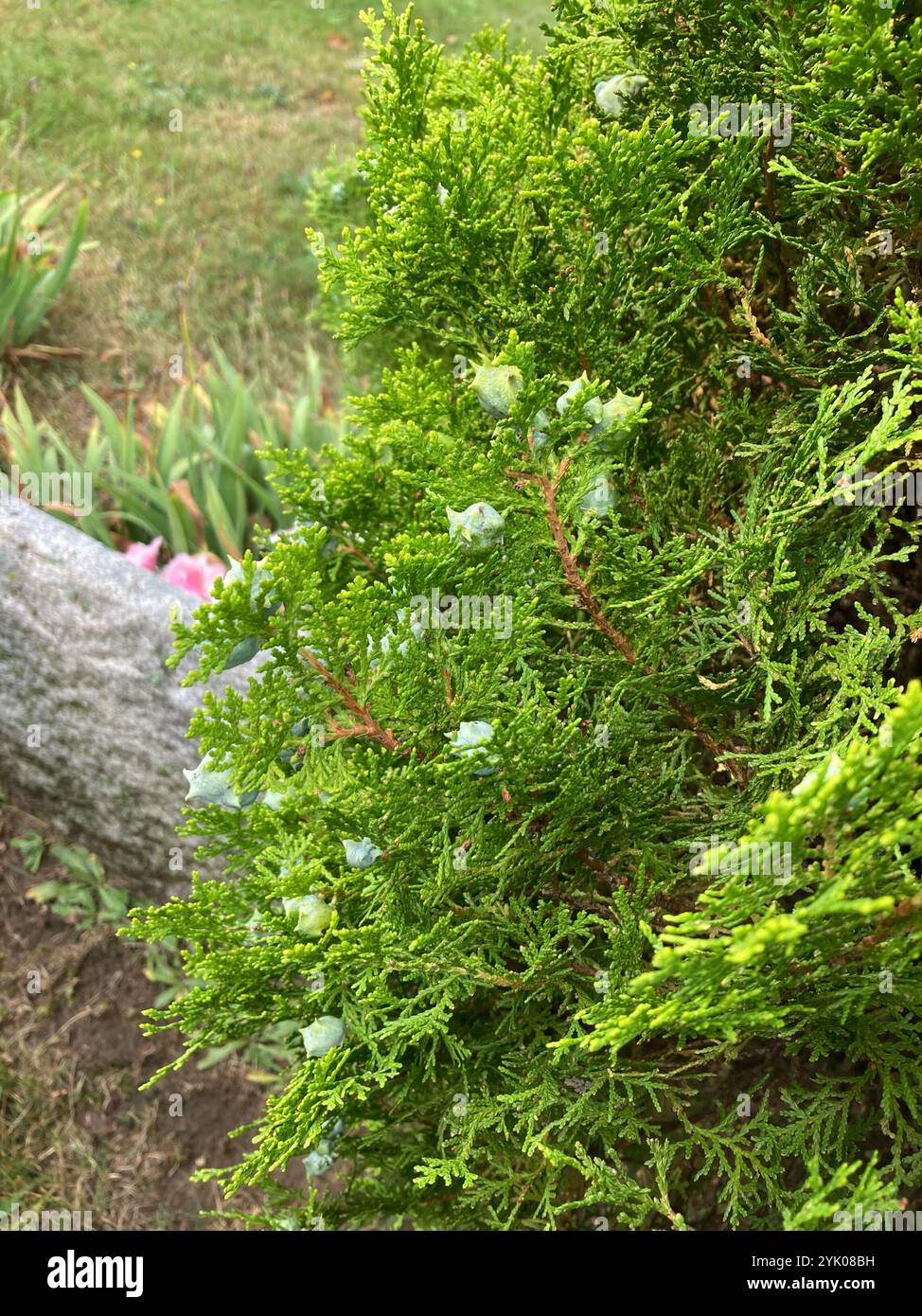 Chinese arborvitae (Platycladus orientalis Stock Photo - Alamy