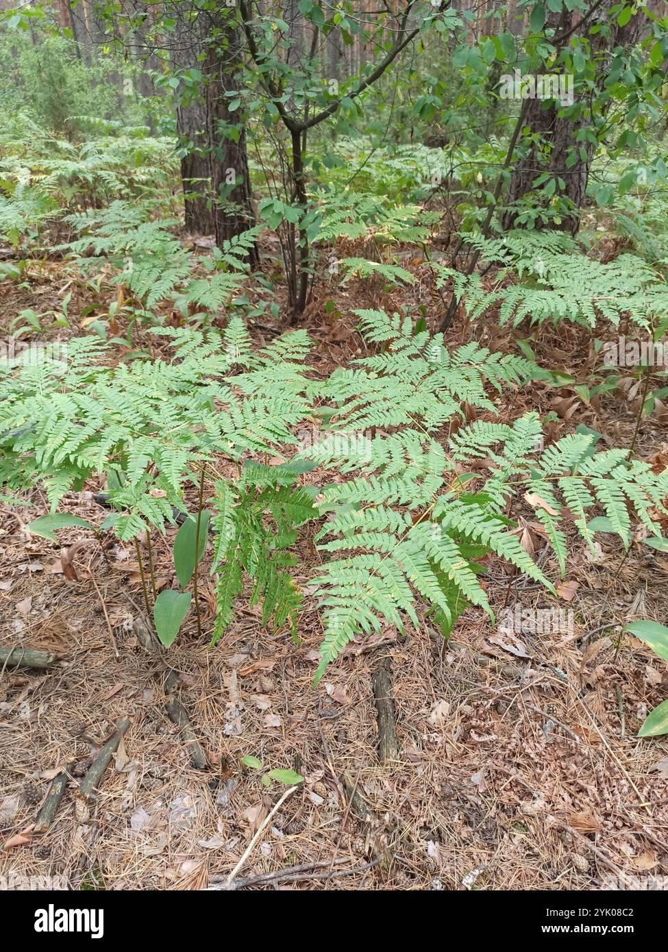pinewood bracken (Pteridium pinetorum Stock Photo - Alamy