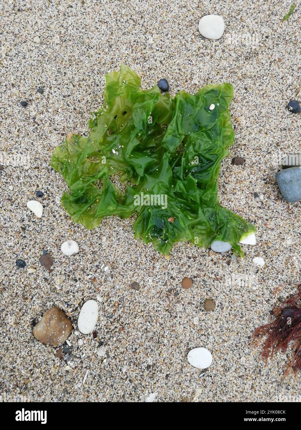 Broadleaf Sea Lettuce (Ulva lactuca Stock Photo - Alamy