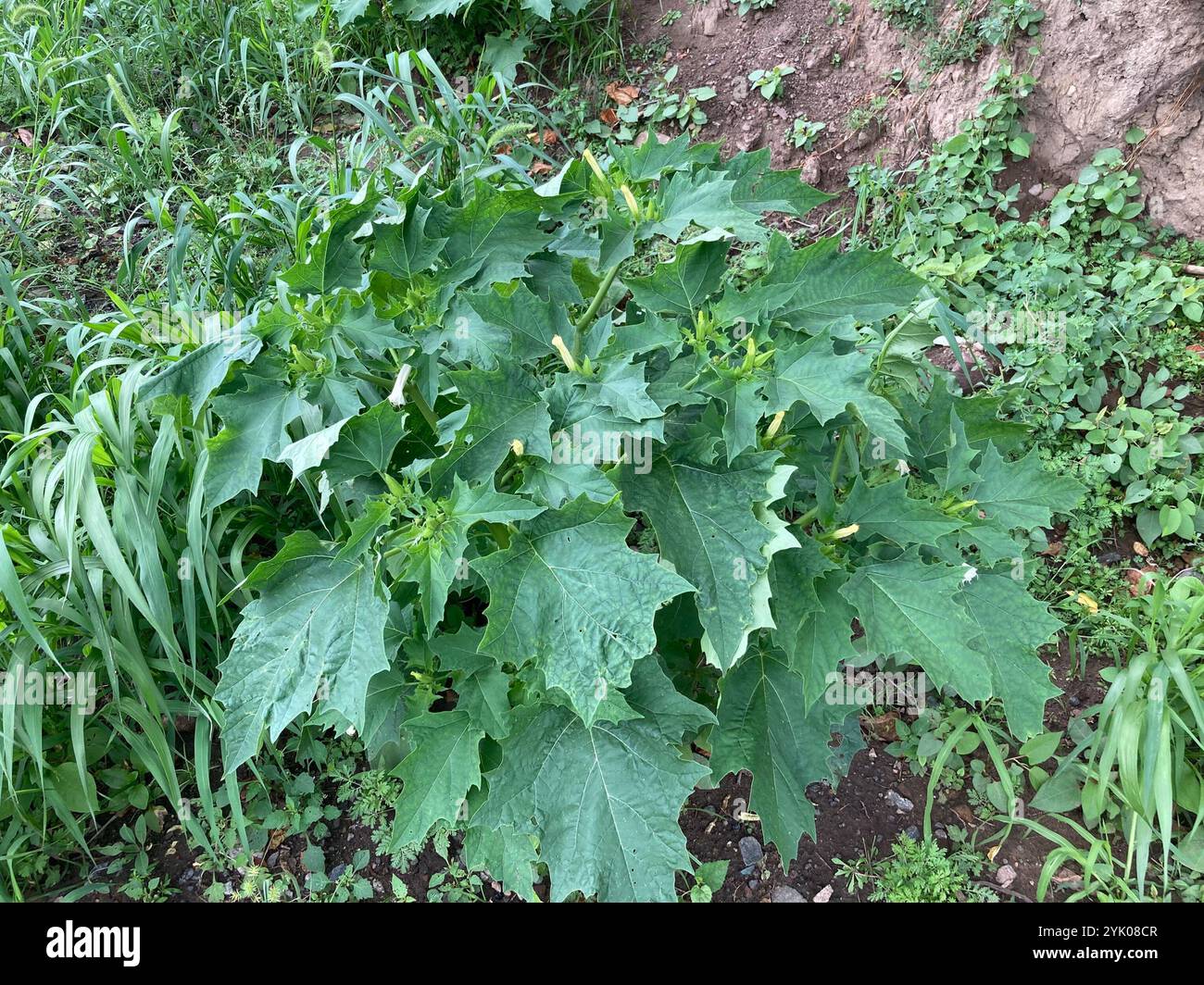 jimsonweed (Datura stramonium Stock Photo - Alamy