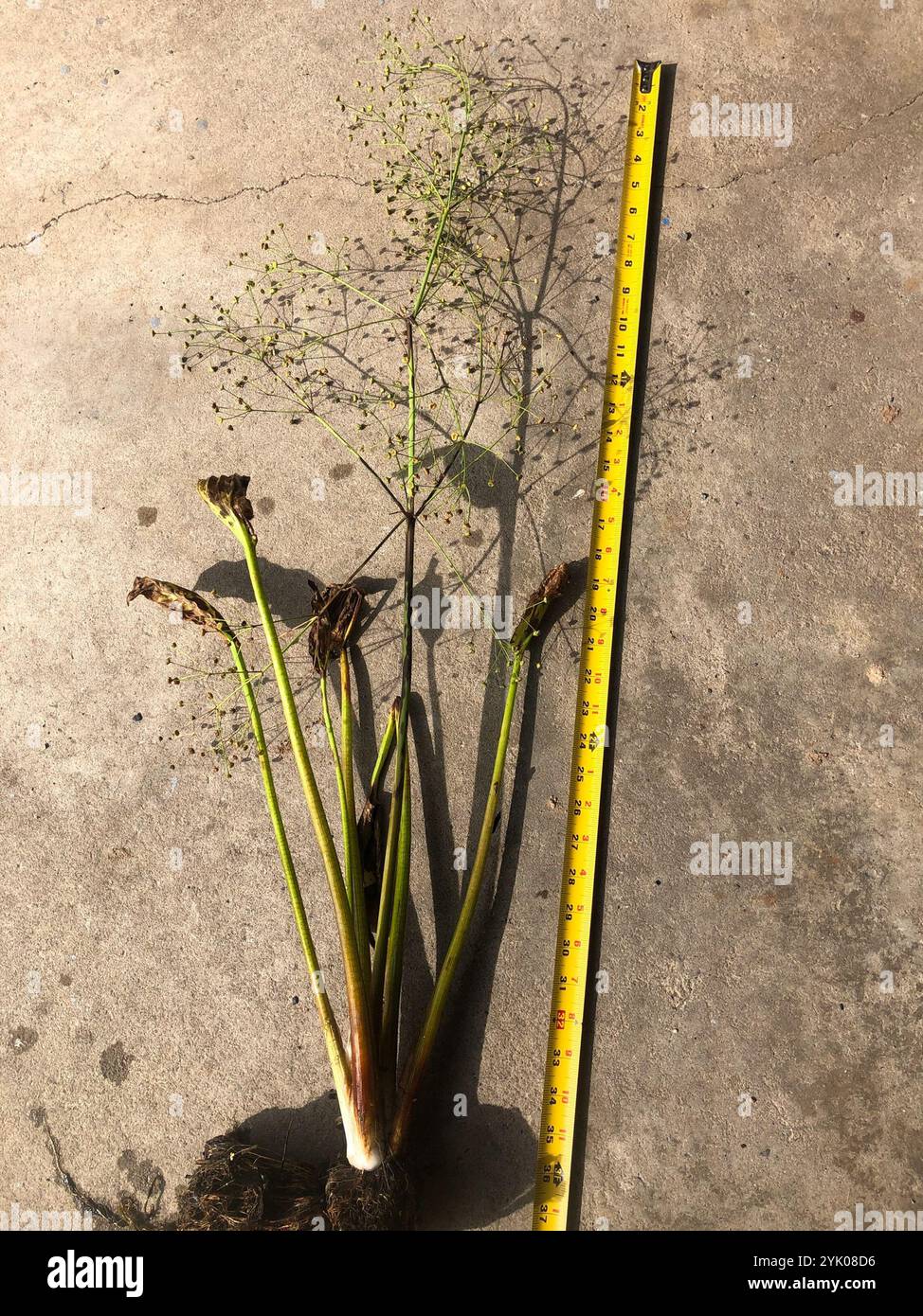 northern water-plantain (Alisma triviale Stock Photo - Alamy