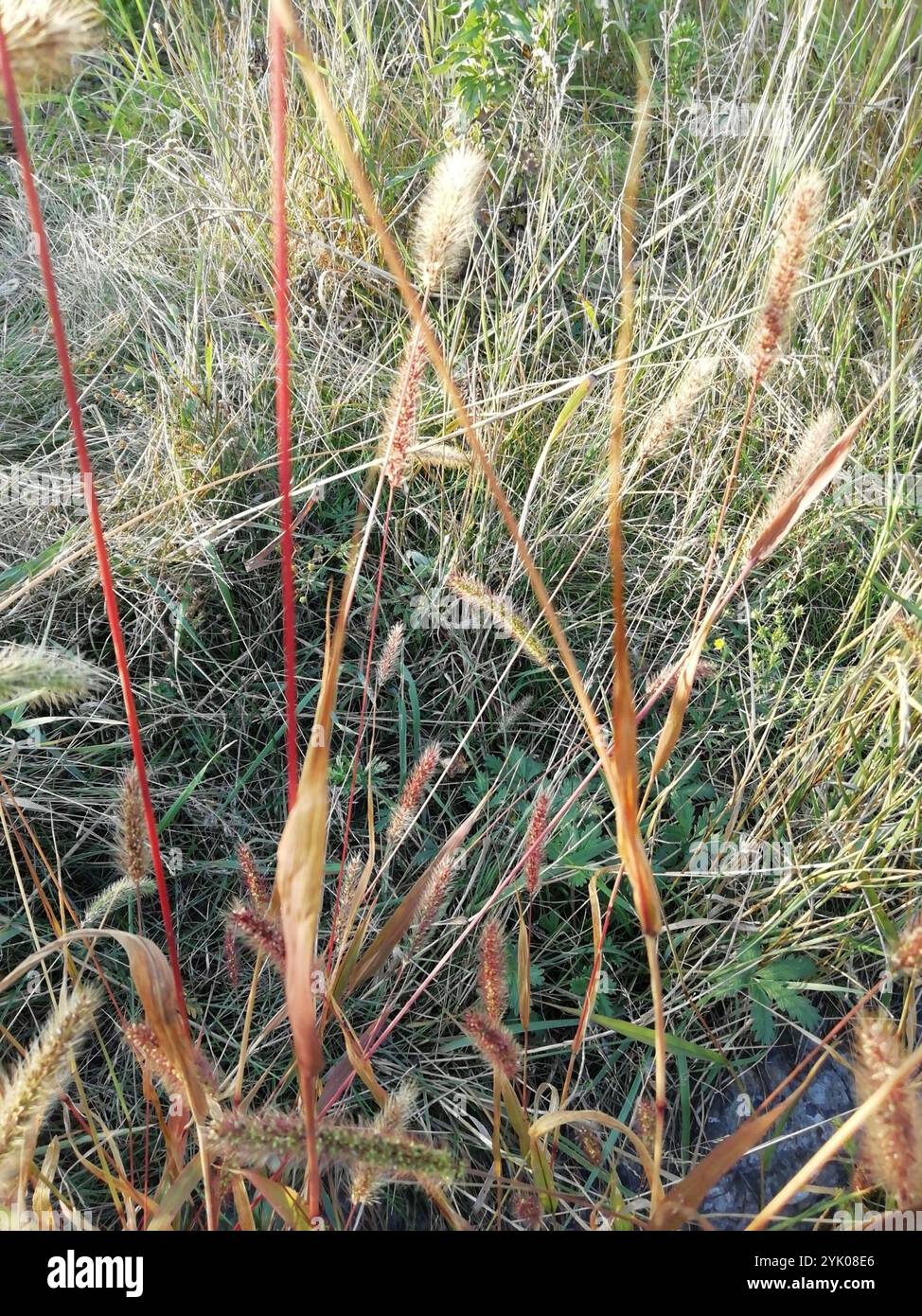 Green Bristle Grass (Setaria viridis Stock Photo - Alamy